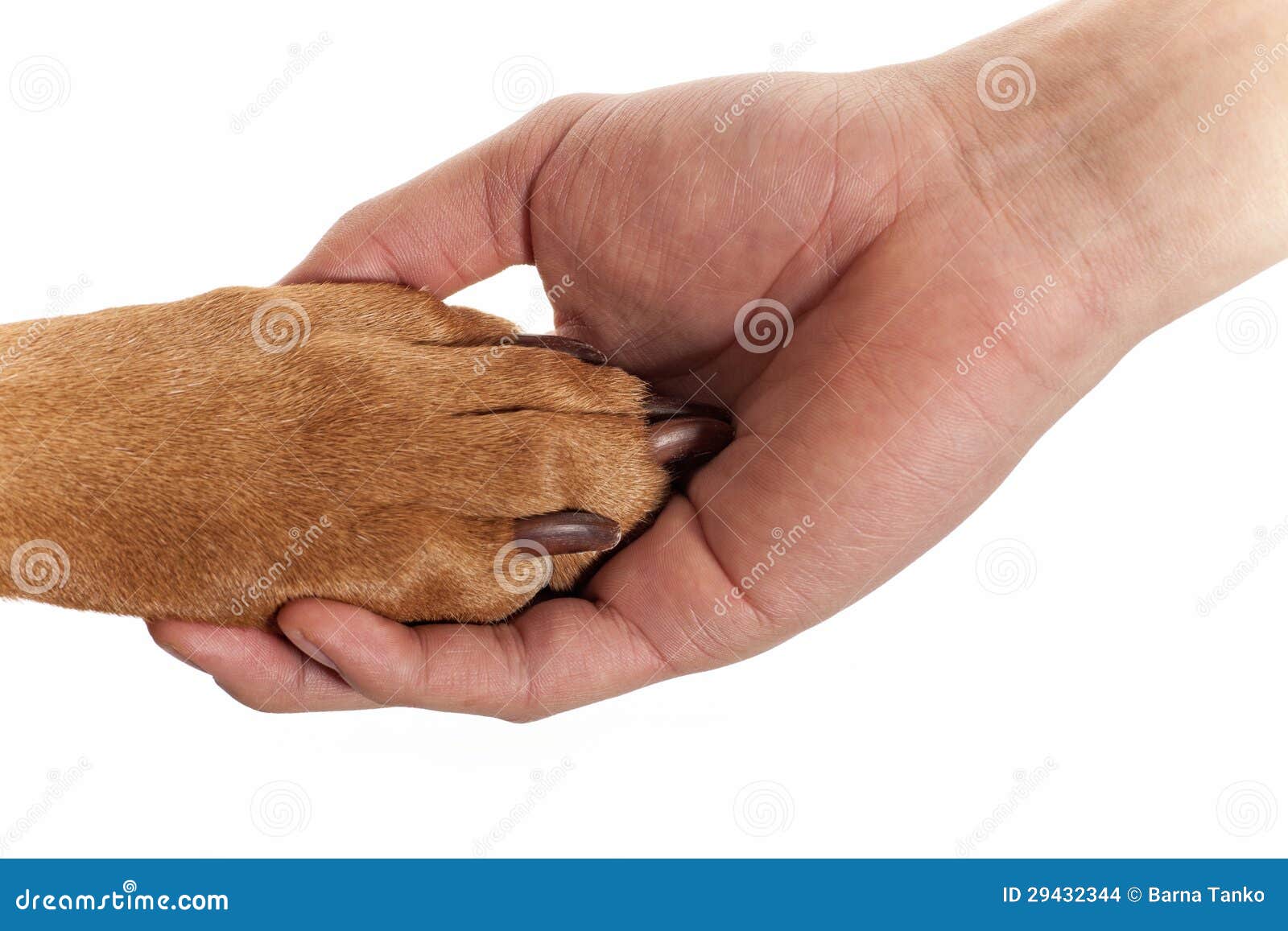 Dog paw in human hand stock photo. Image of human, nail - 29432344