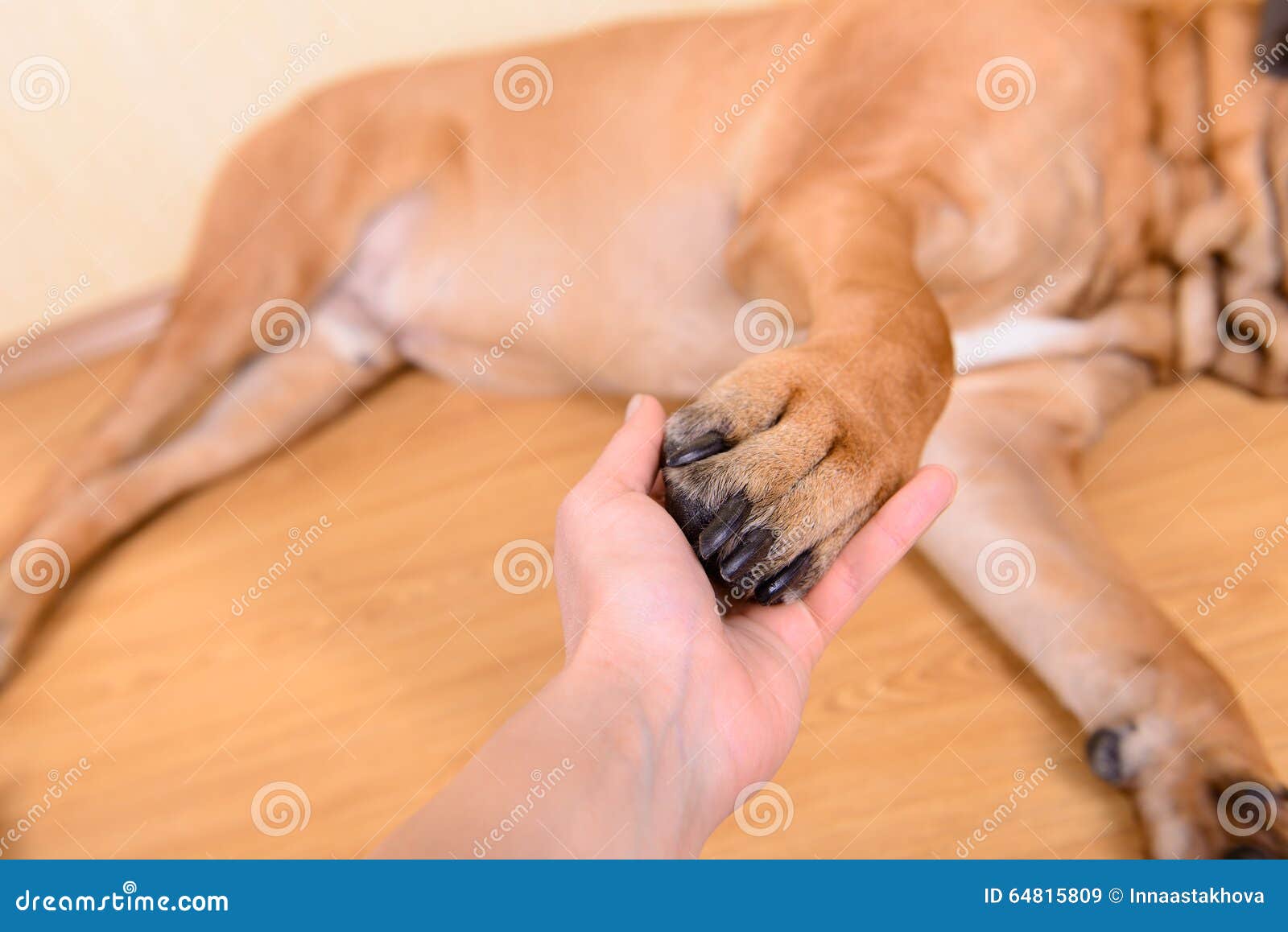 Dog paw in human hand stock image. Image of finger, palmar - 64815809