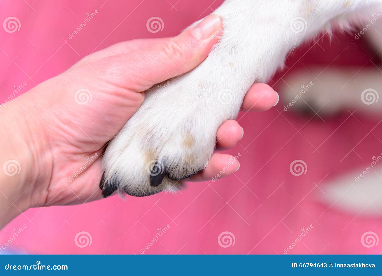 Dog paw in human hand stock image. Image of nails, forepaw - 66794643