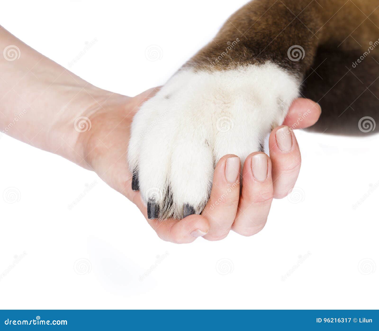 Dog paw and human hand stock image. Image of black, defender - 96216317