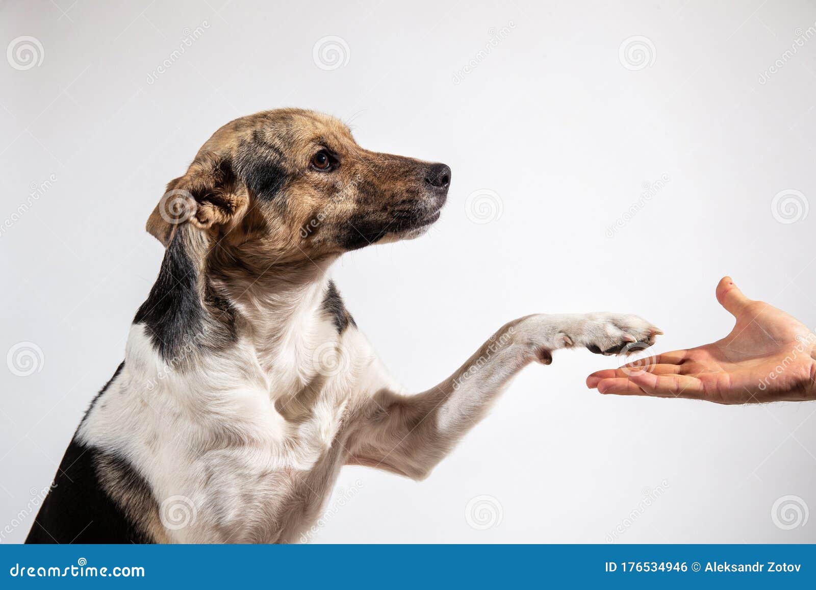 Dog Paw and Human Hand Doing a Handshake Stock Photo - Image of cute ...