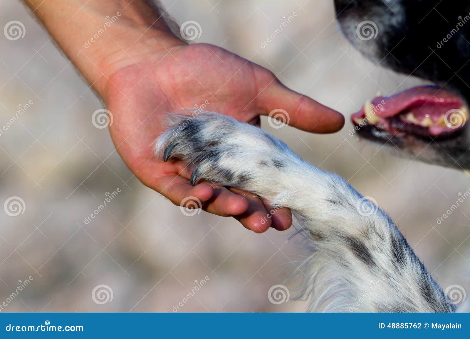 Dog paw and human hand stock photo. Image of collie, support - 48885762