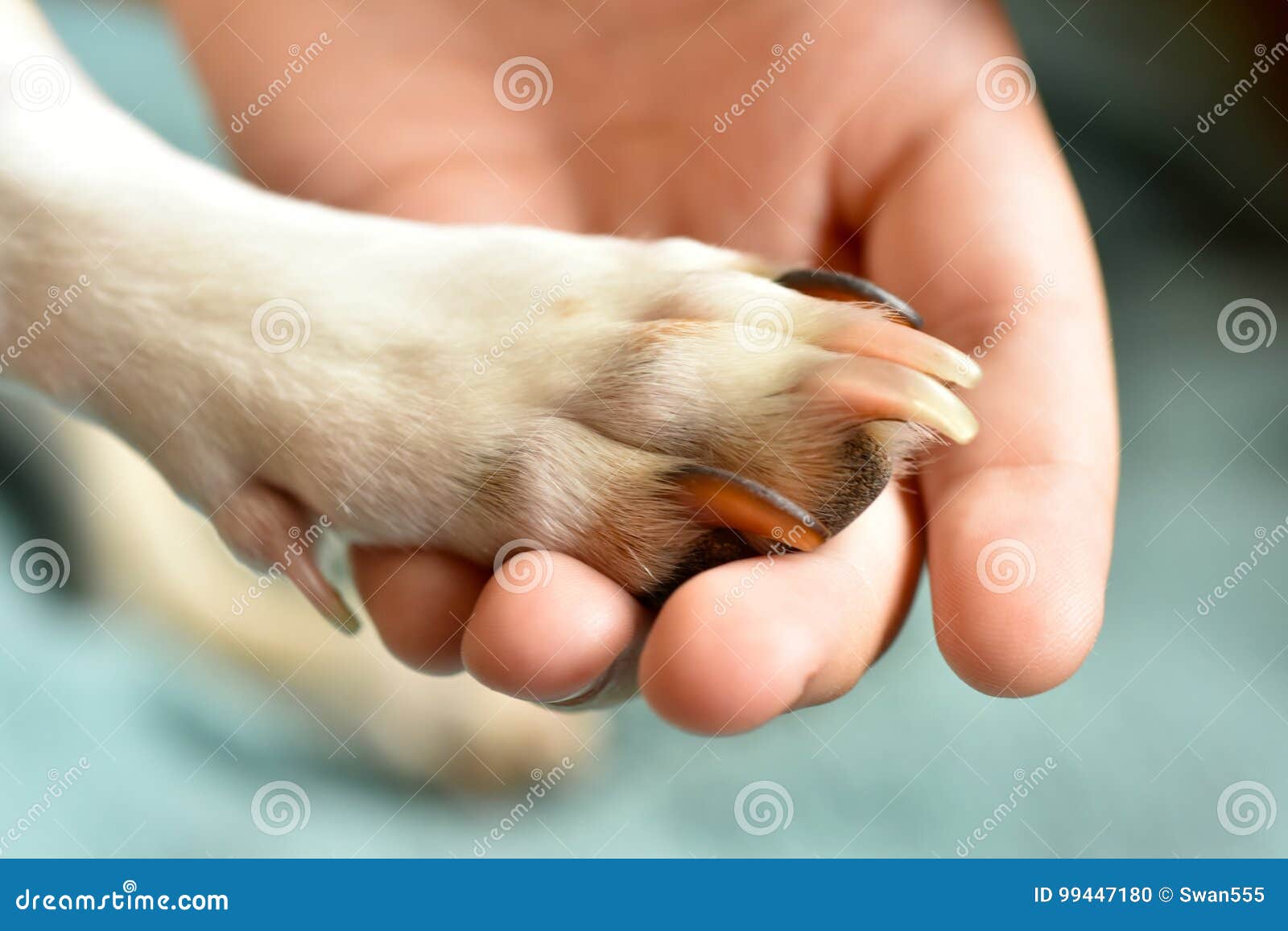 Dog Paw and Human Hand stock photo. Image of dogs, calm - 99447180