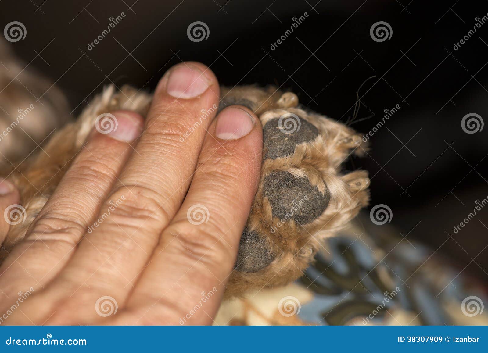 Dog Paw and Human Hand Macro Stock Image - Image of nature, cute: 38307909