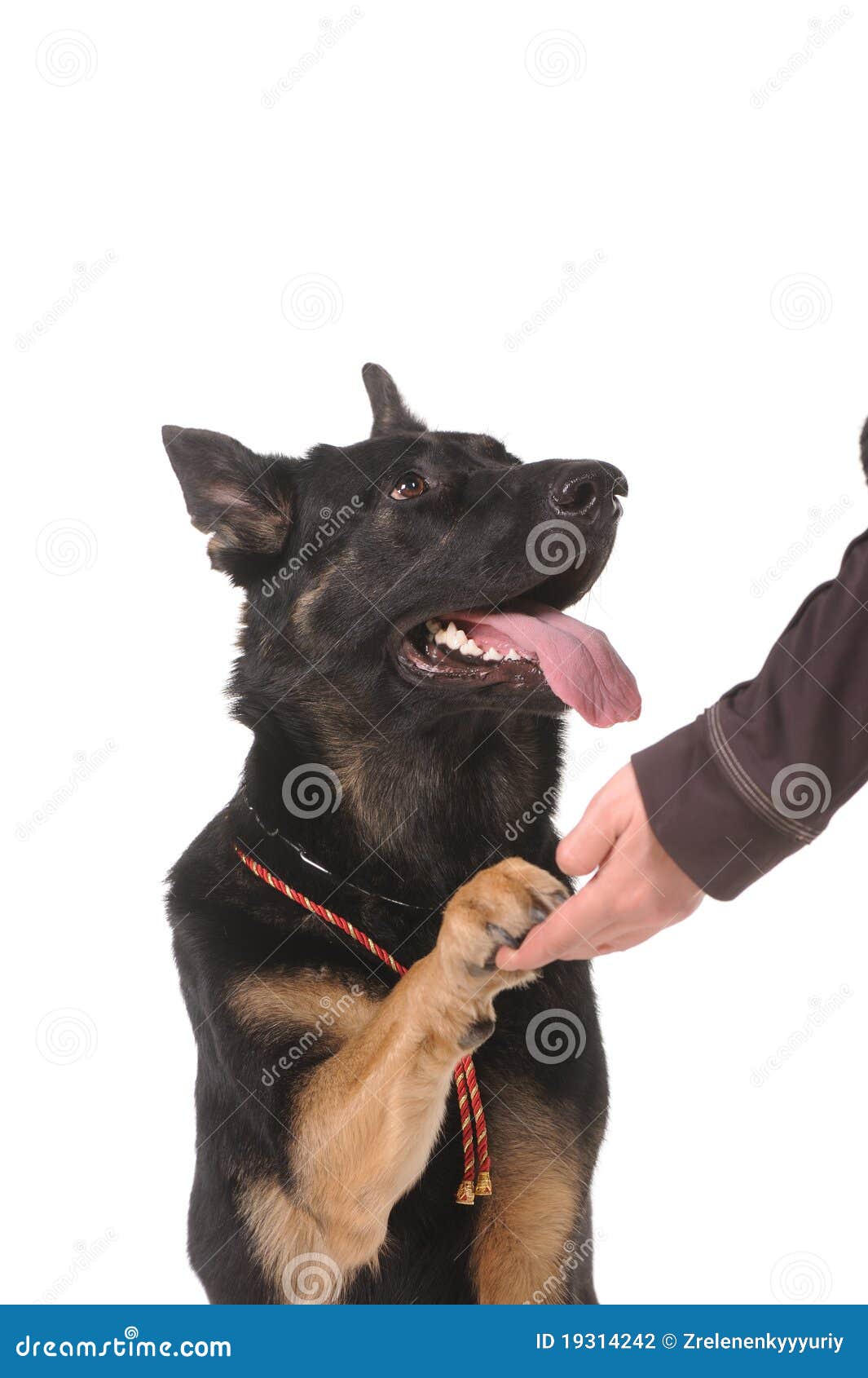 Dog Paw and Human Hand Shaking, Stock Photo - Image of canine, friendly ...