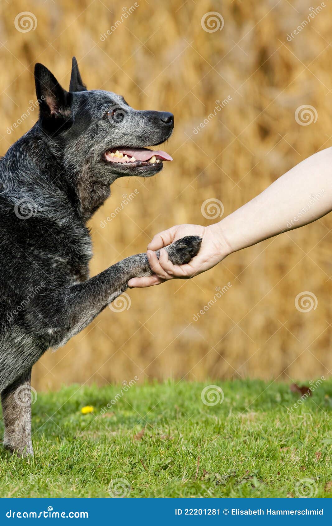 Dog Paw and Human Hand Shaking Stock Image - Image of animal ...