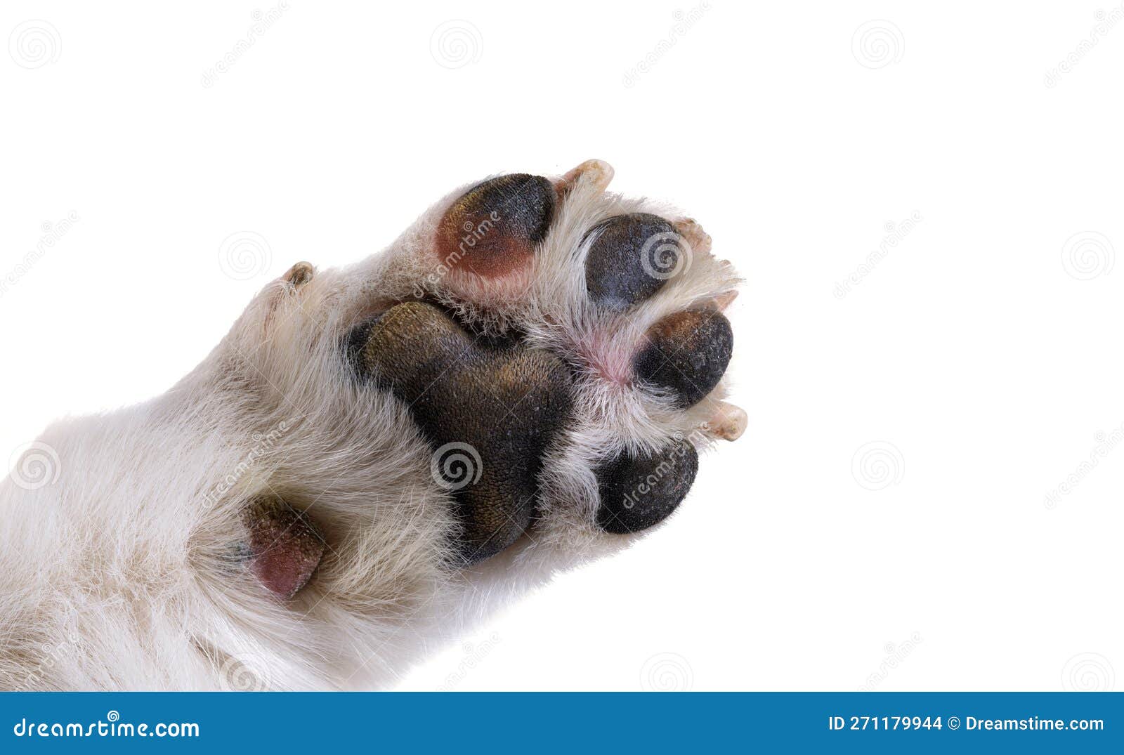 Dog paw isolated stock photo. Image of studio, whelp - 271179944