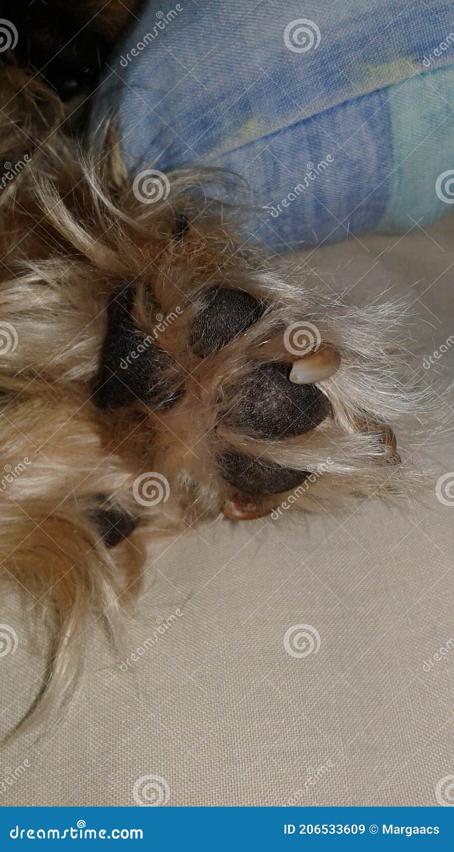 Dog paw with long nails stock image. Image of long, care - 206533609