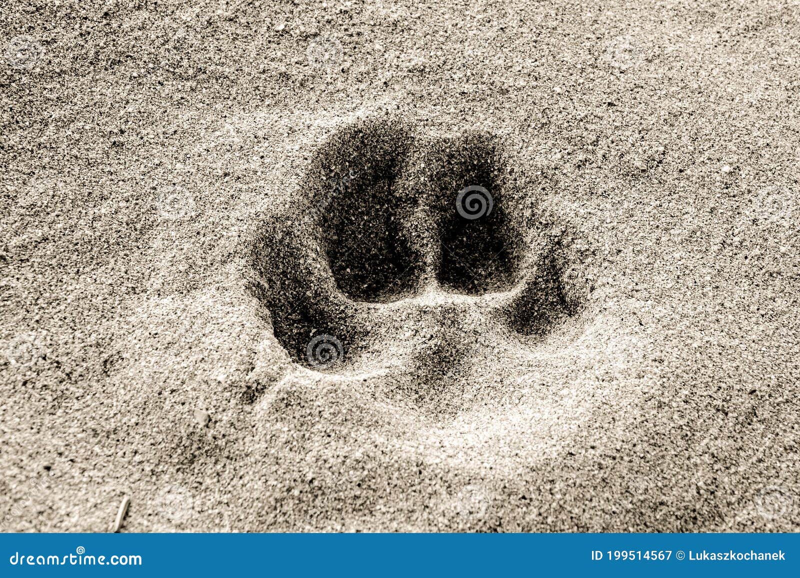 Dog paw print in the sand stock image. Image of mark - 199514567