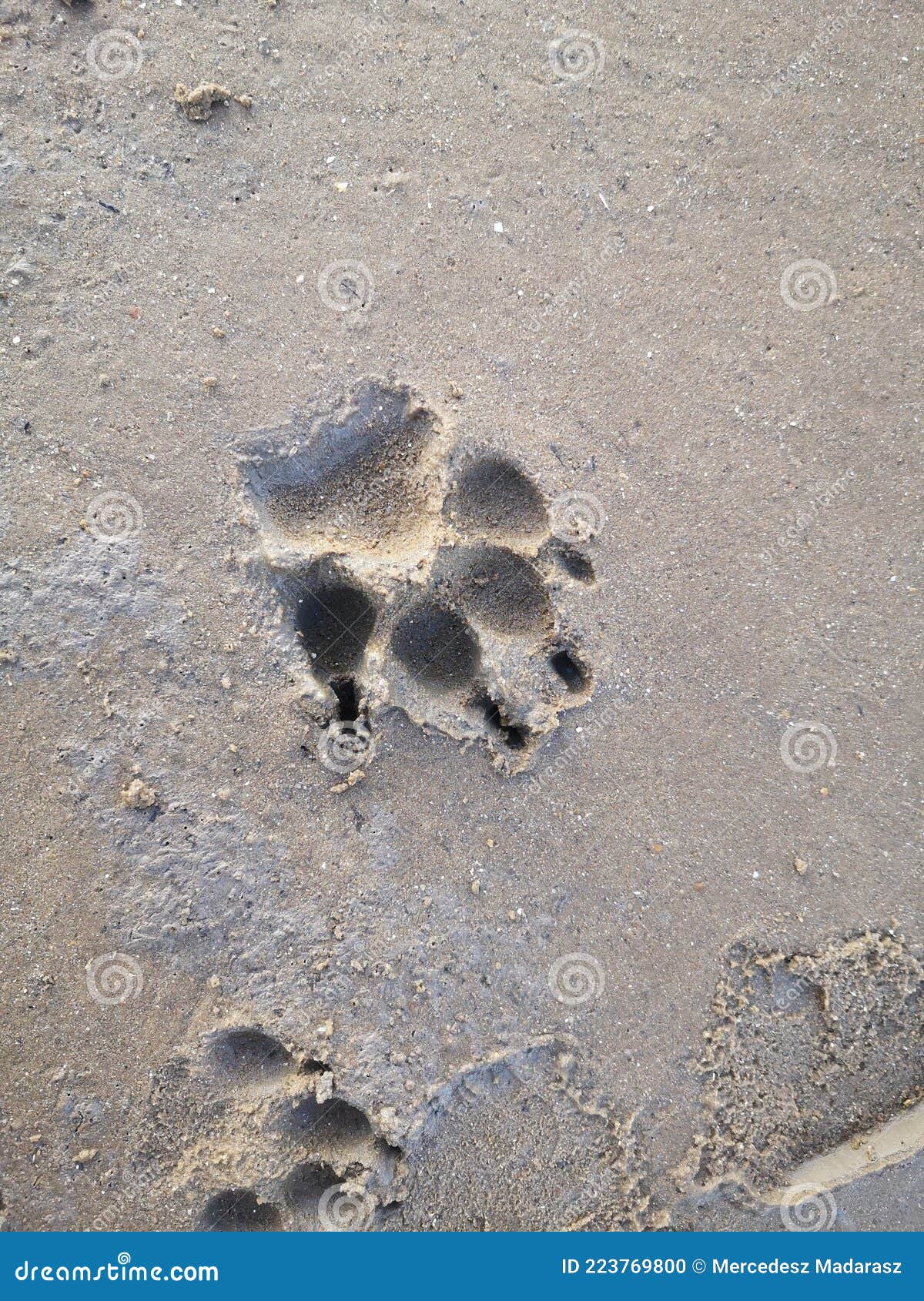 Dog paw print in the sand stock photo. Image of reptile - 223769800