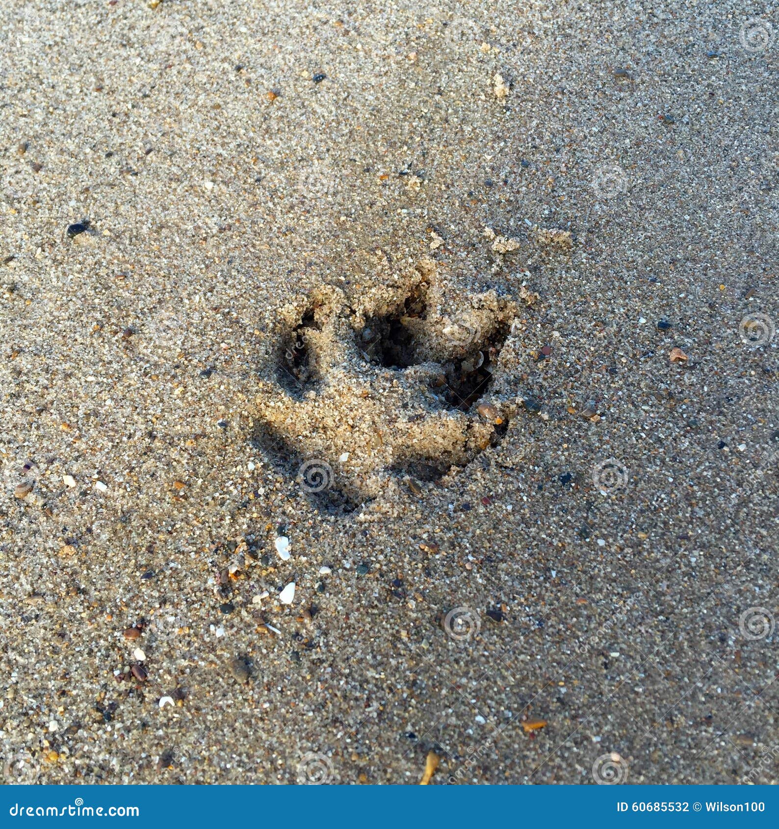 Dog paw print in the sand stock photo. Image of direction - 60685532