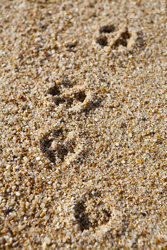 Dog paw prints stock image. Image of seaside, coastline - 23259263