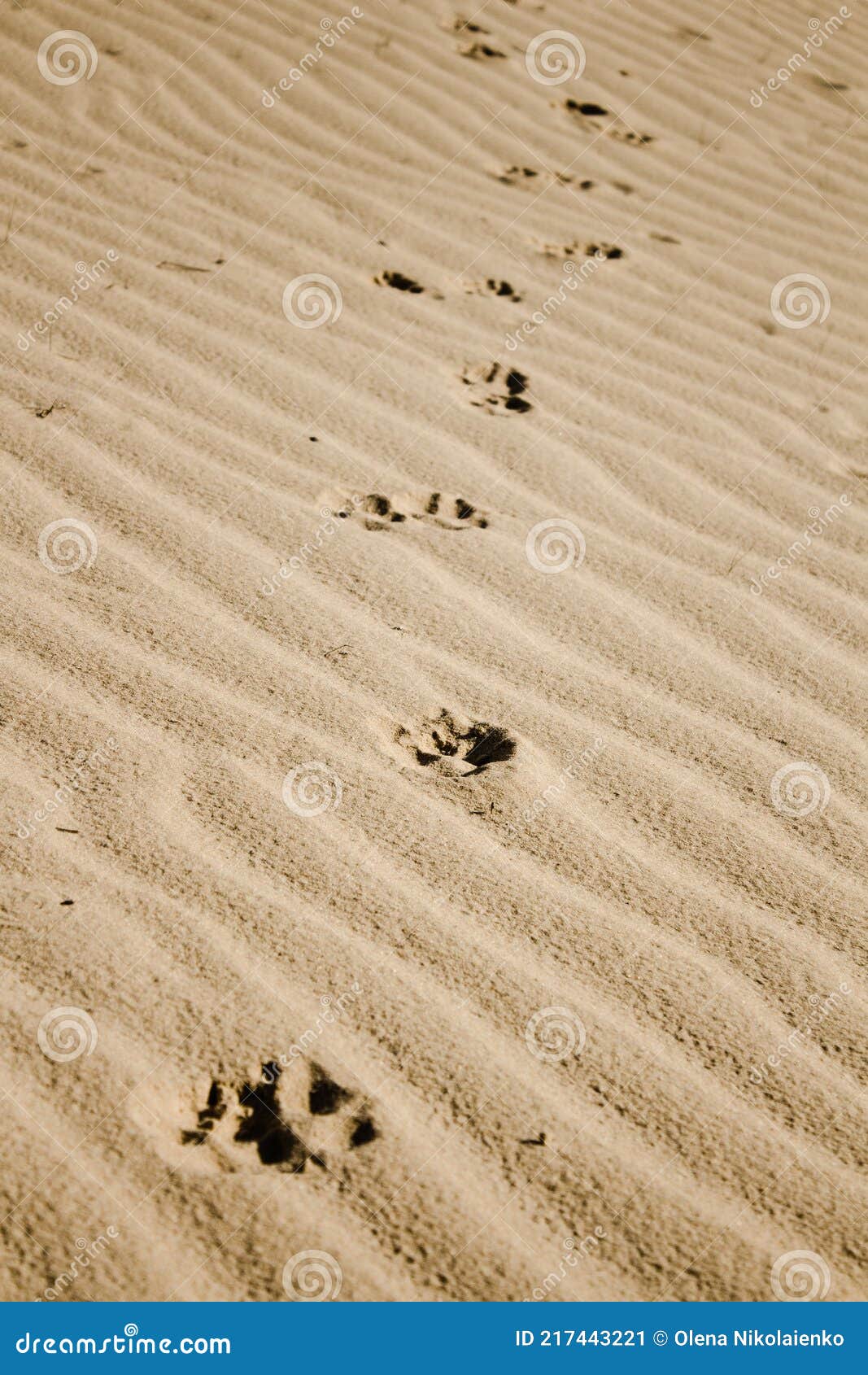 Dog Paw Prints in the Beach Sand Stock Image - Image of seaside ...