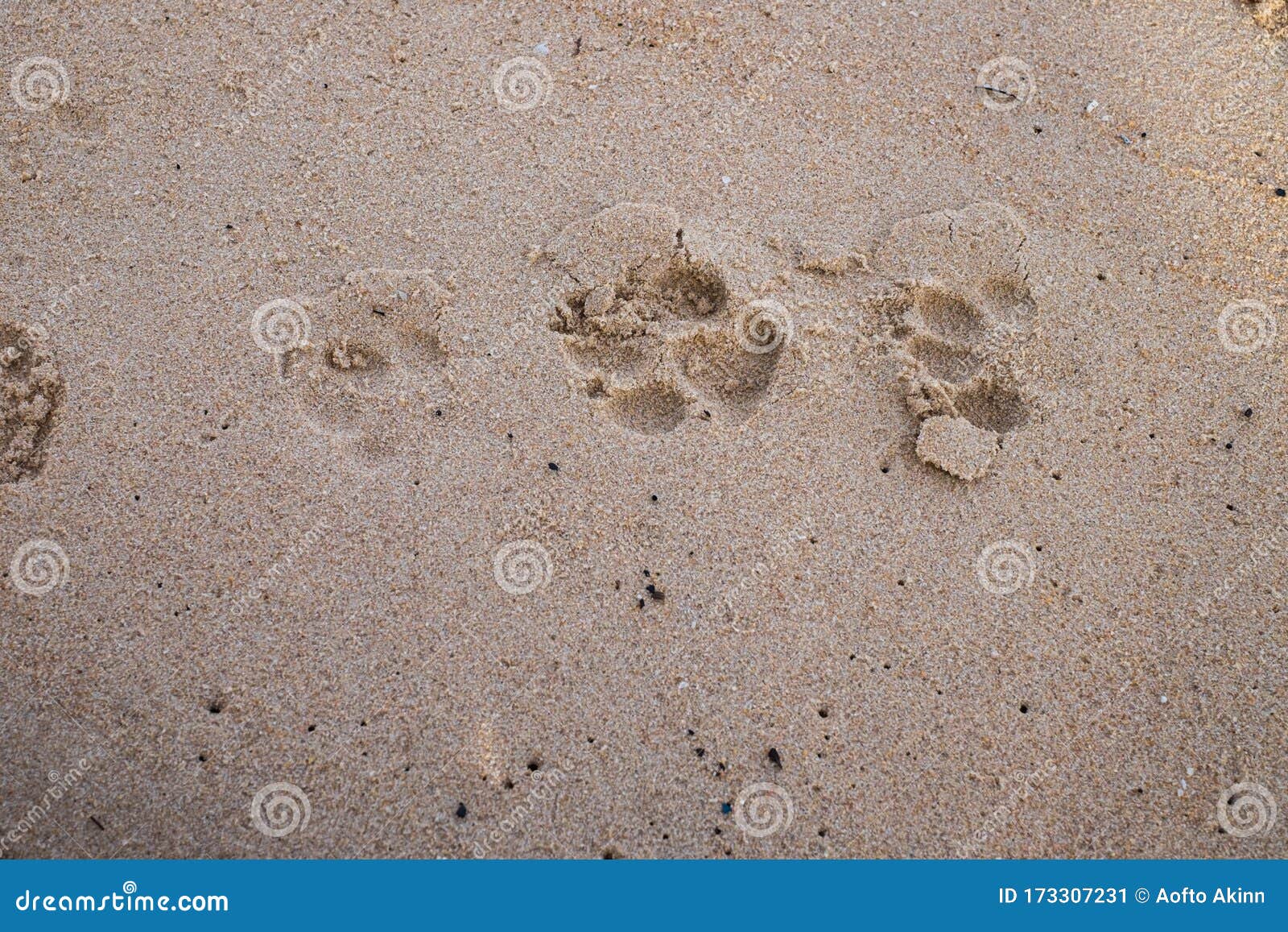Dog paw prints in the sand stock image. Image of footprint - 173307231