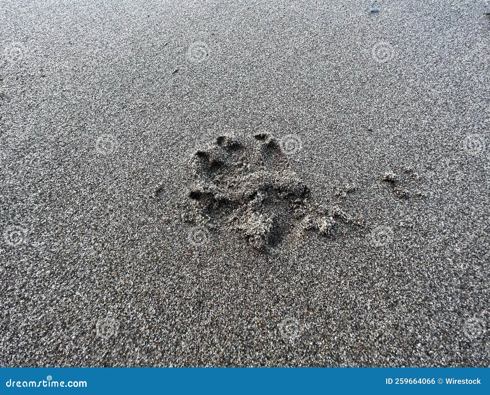 Dog paw prints in the sand stock photo. Image of print - 259664066