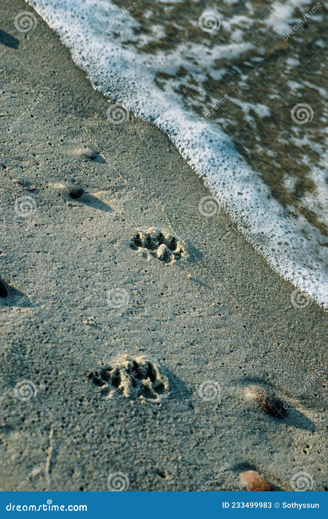 Dog Paw Prints on a Sea Beach Sand with a Wave Stock Image - Image of ...