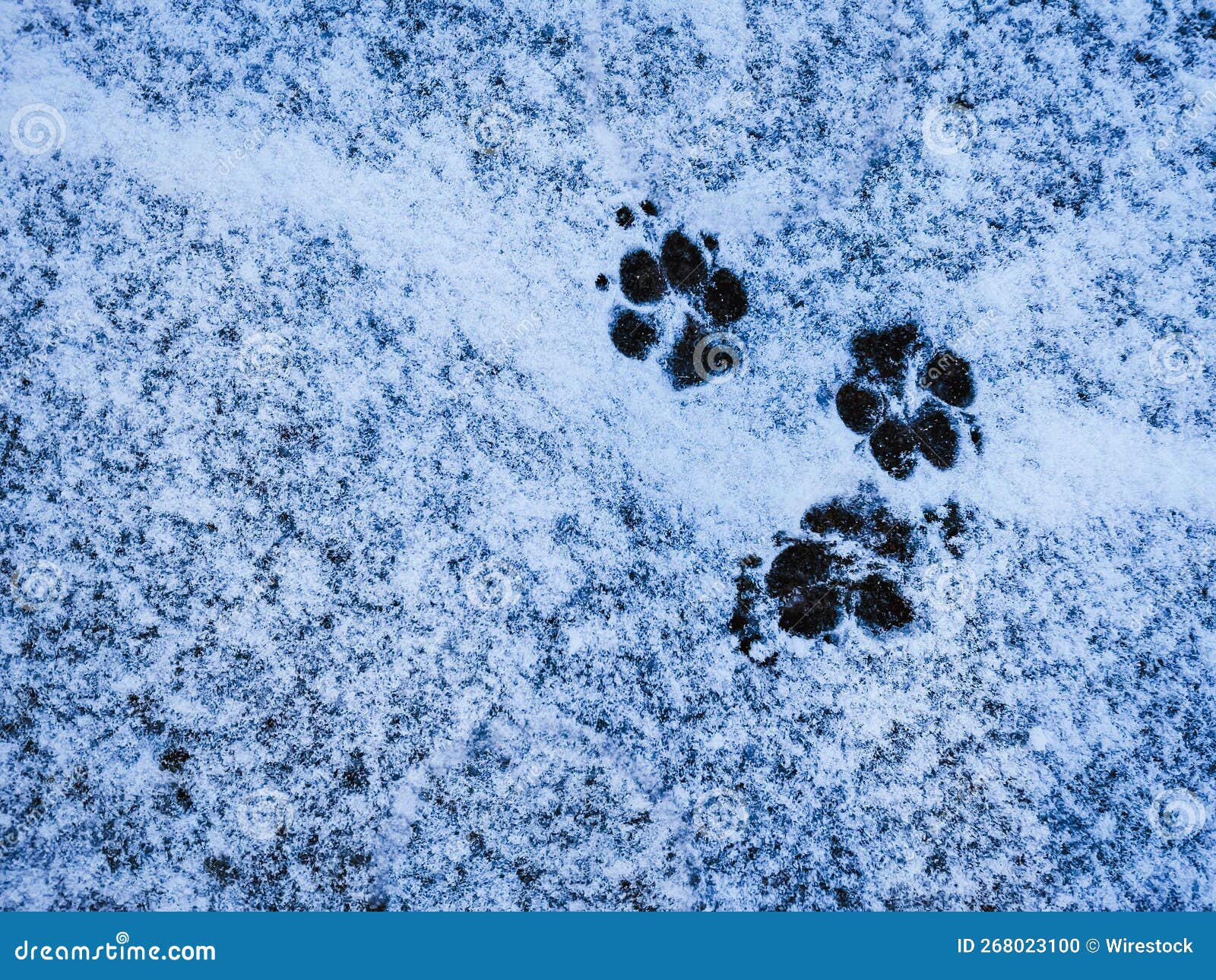Dog paw prints on the snow stock photo. Image of cold - 268023100