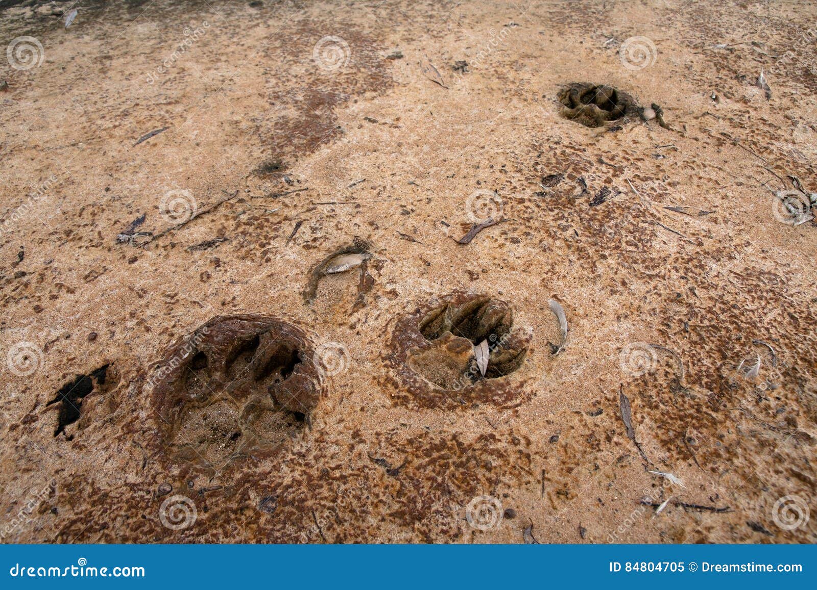 Dog Paw Prints Stamped on the Shore Stock Image - Image of shore, claw ...