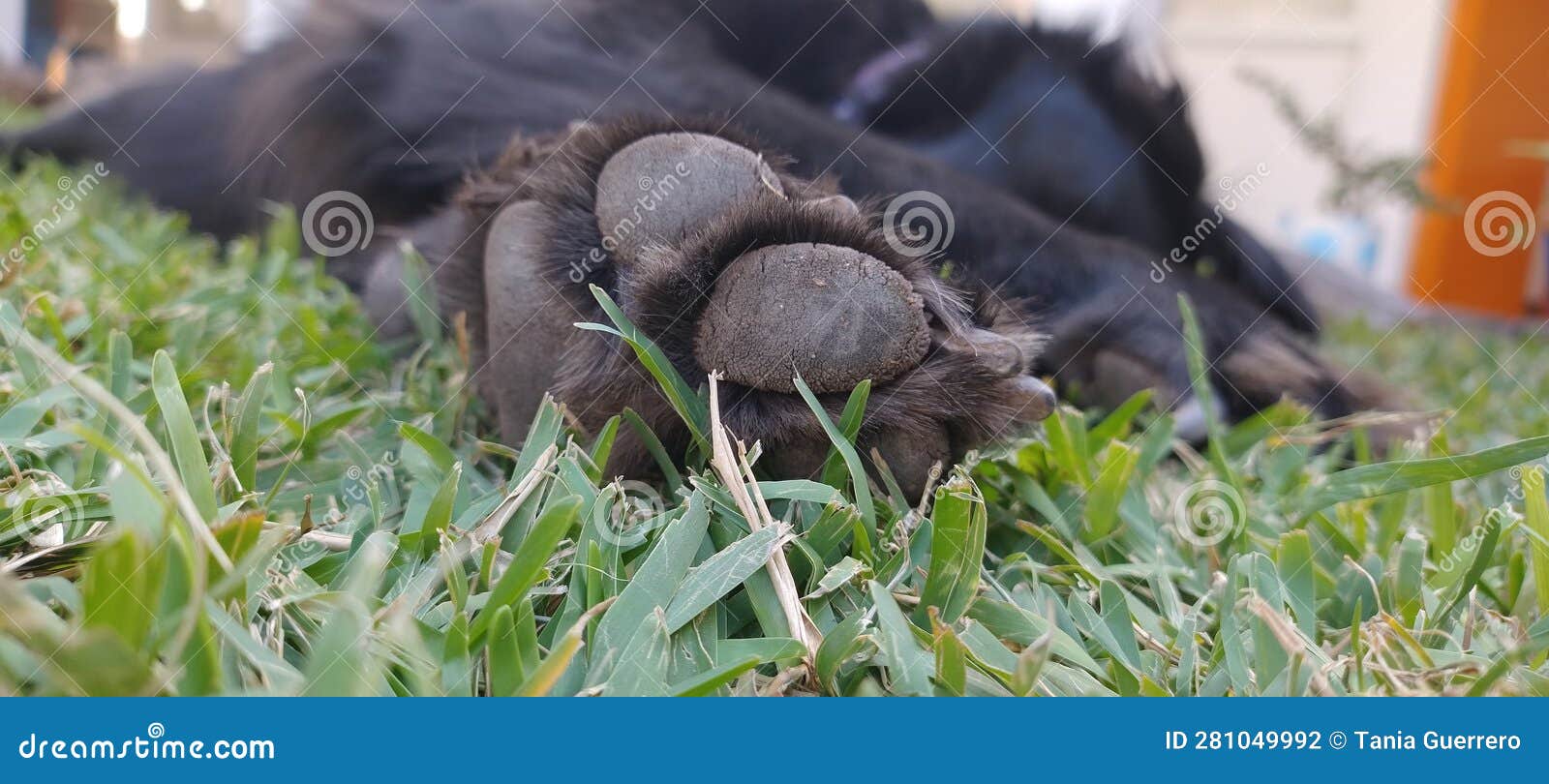 Dog paw stock photo. Image of nature, tree, grass, leaf - 281049992