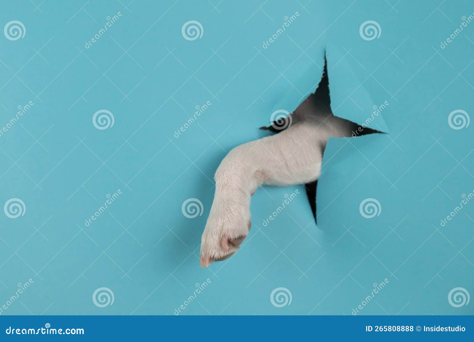 Dog Paw Sticks Out of a Hole in a Paper Blue Background. Copy Space ... Dog Paw Sticks Out of a Hole in a Paper Blue Background. Copy Space ...