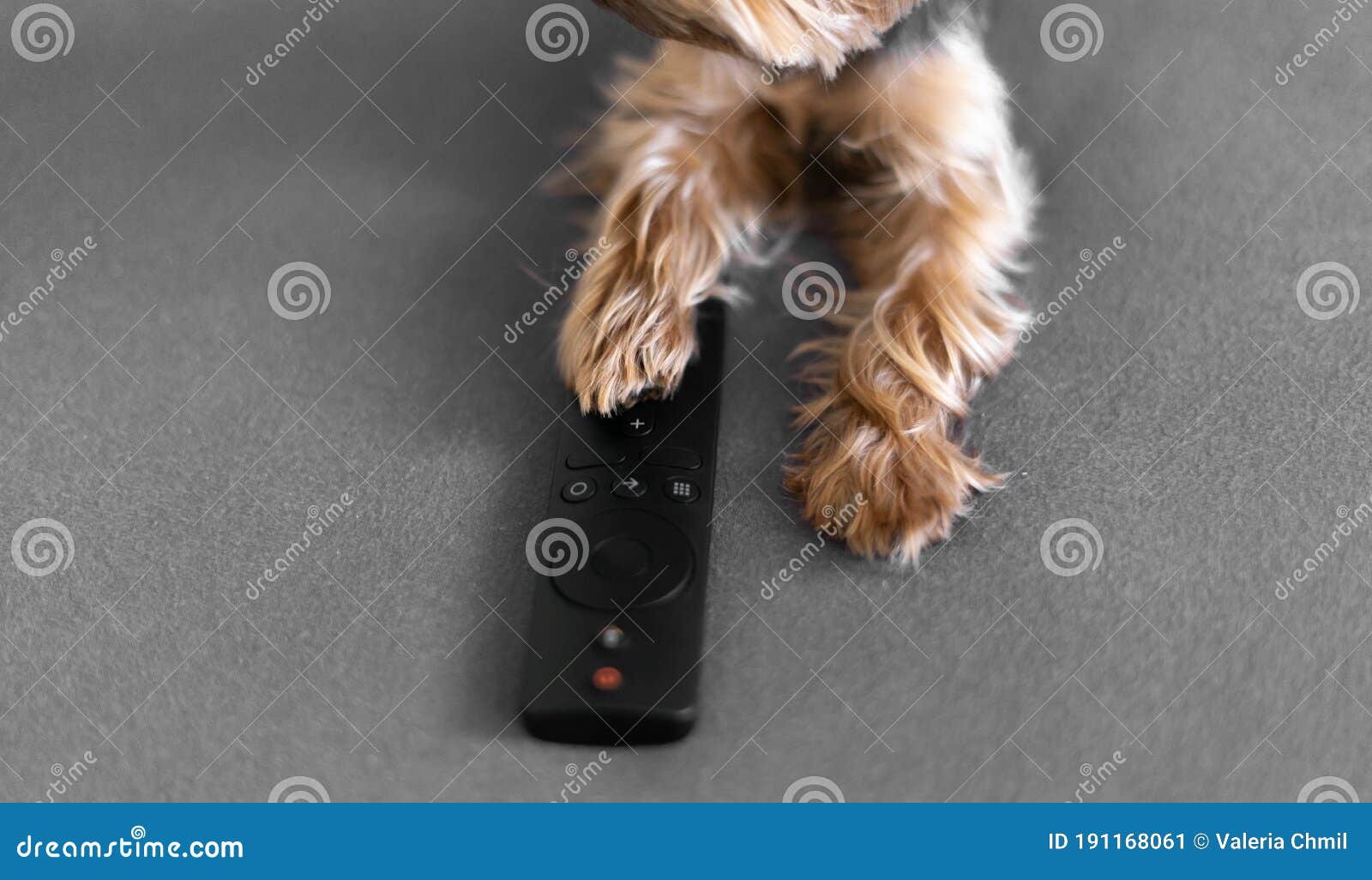 Dog Paw on TV Remote Control Stock Image - Image of funny, video: 191168061