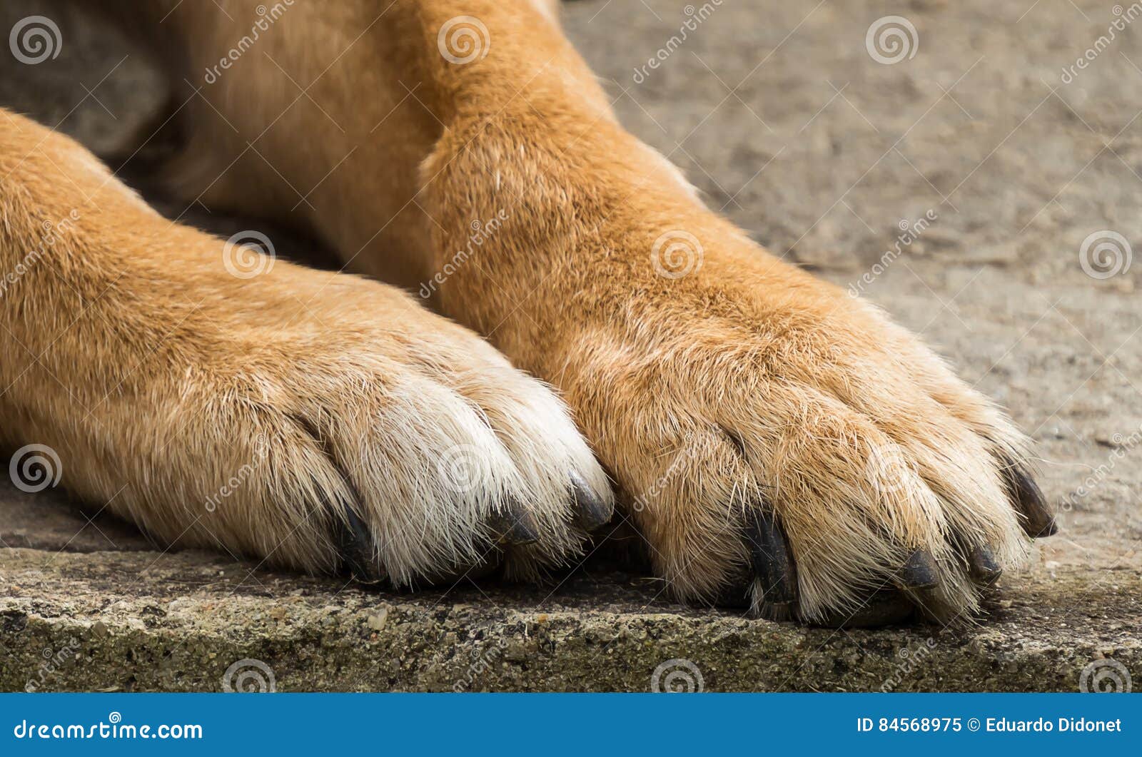 Dog paws close up stock image. Image of claw, hair, nail - 84568975