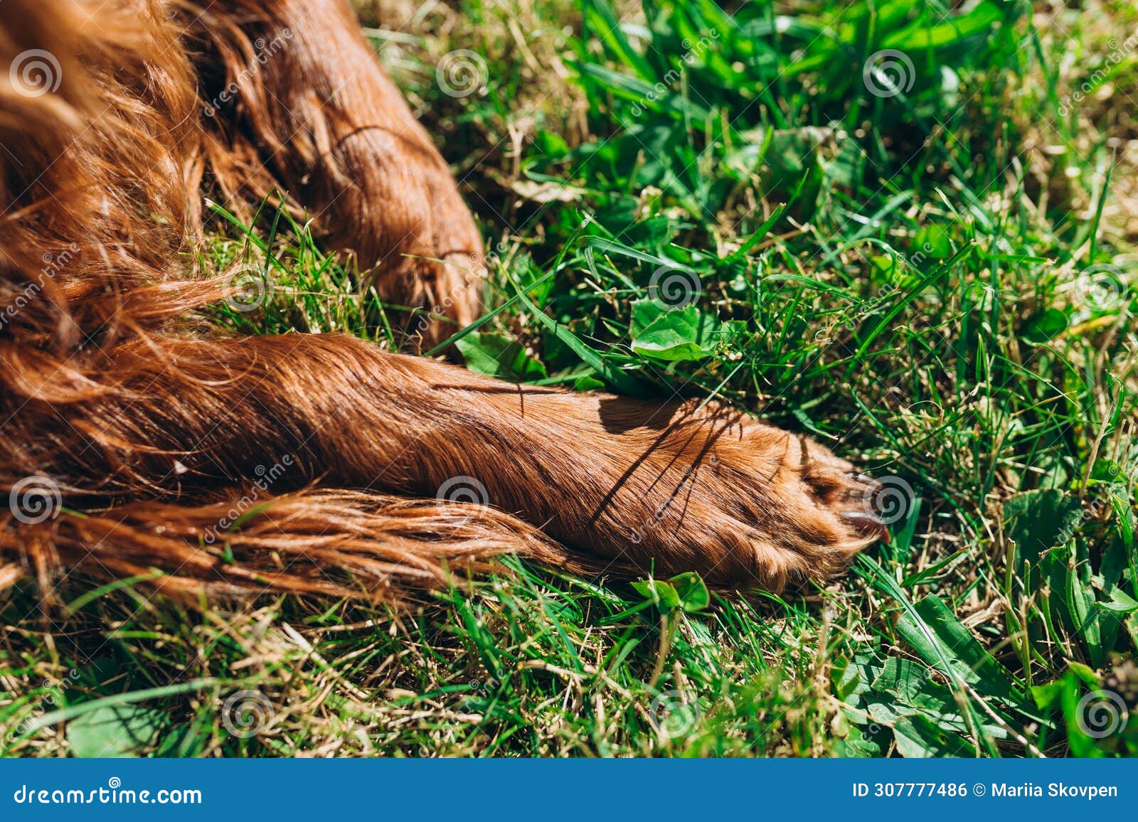 Dog Paws Close Up on Green Grass. Top View Stock Photo - Image of paws ...