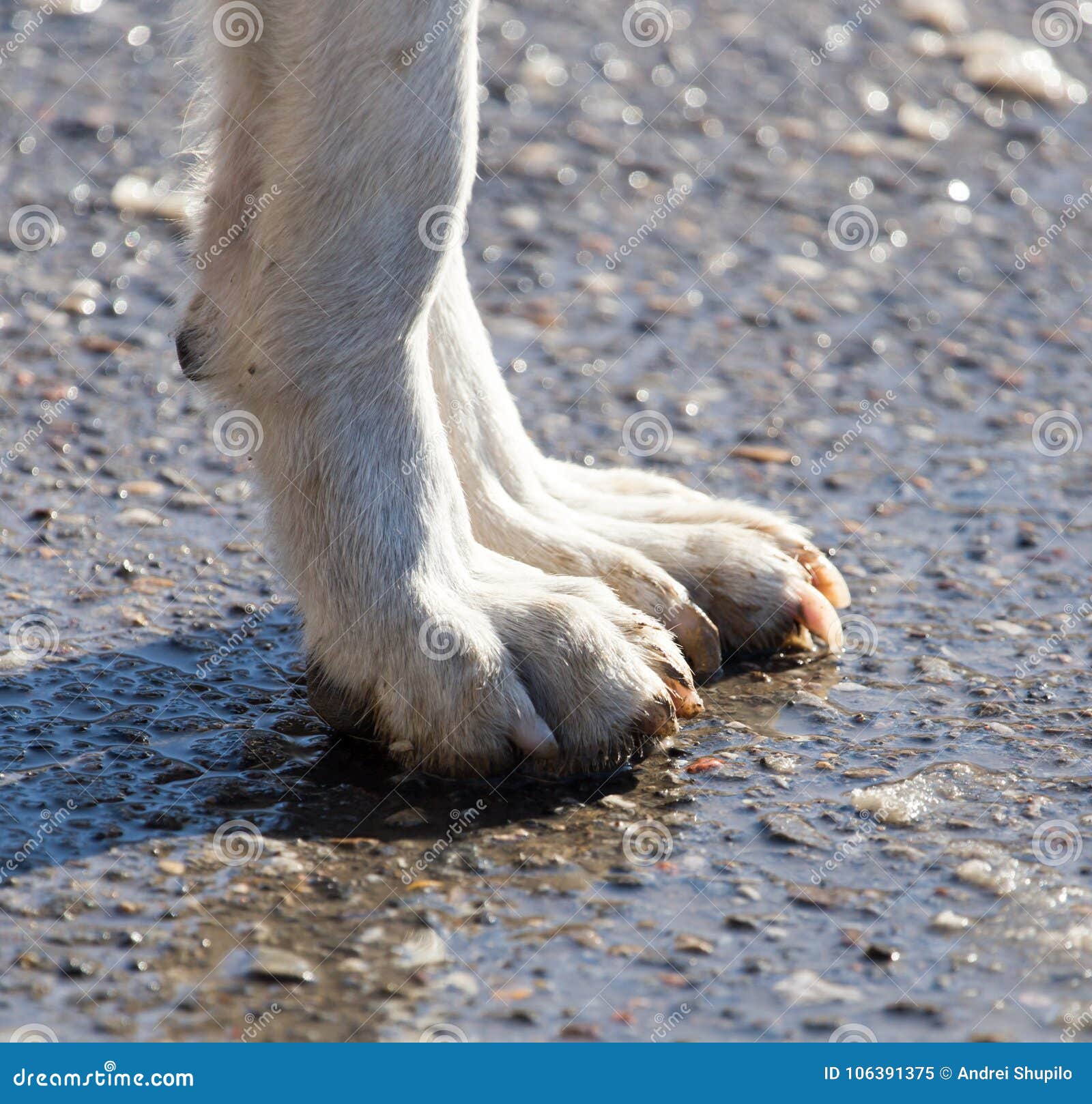 Dog paws on the ground stock image. Image of animal - 106391375