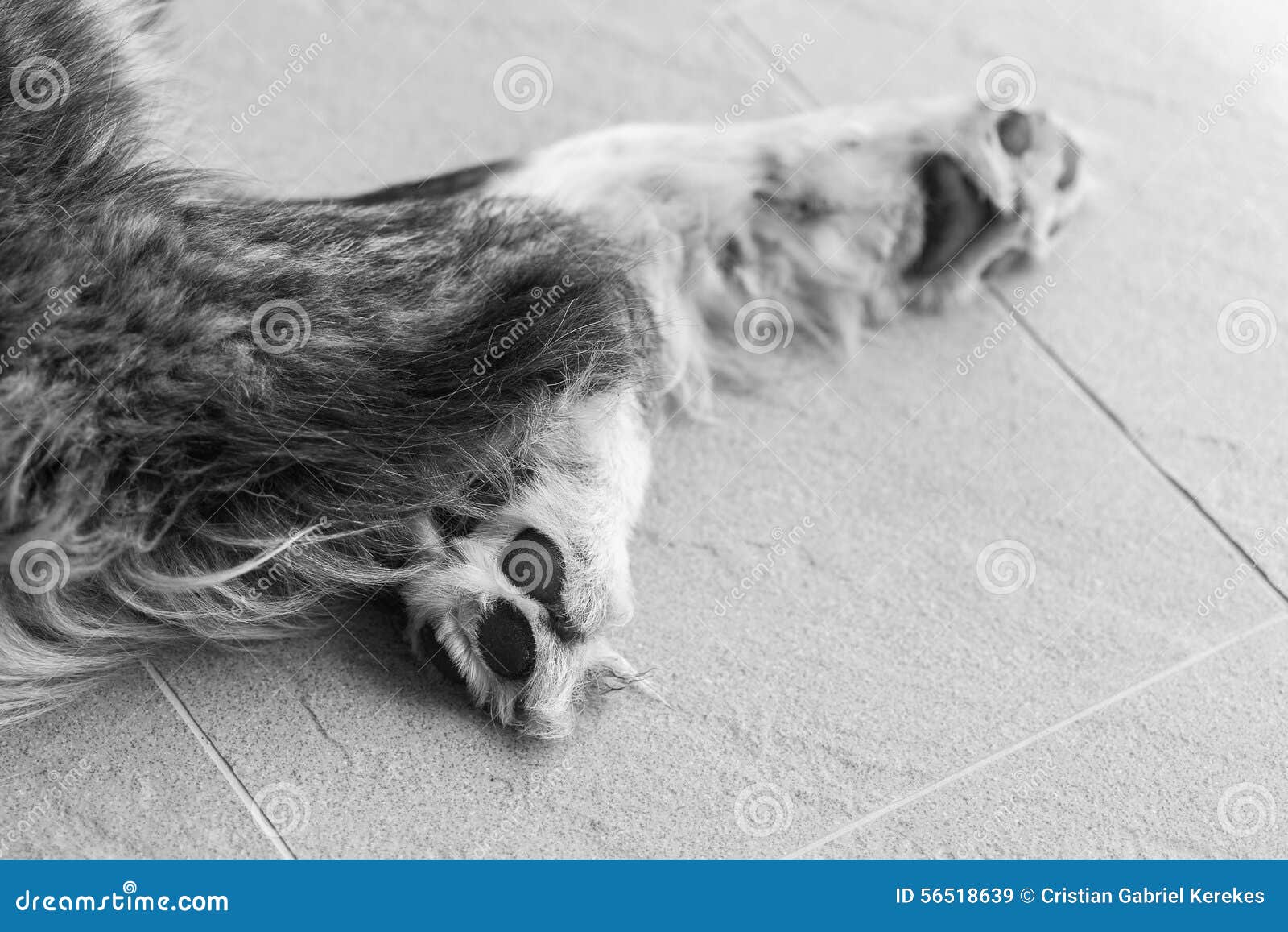Dog paws macro shot stock image. Image of white, resting - 56518639