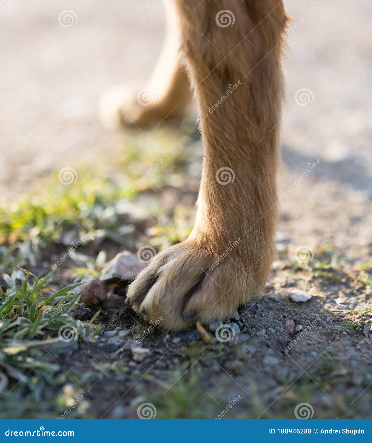 Dog paws on the nature stock photo. Image of playing - 108946288