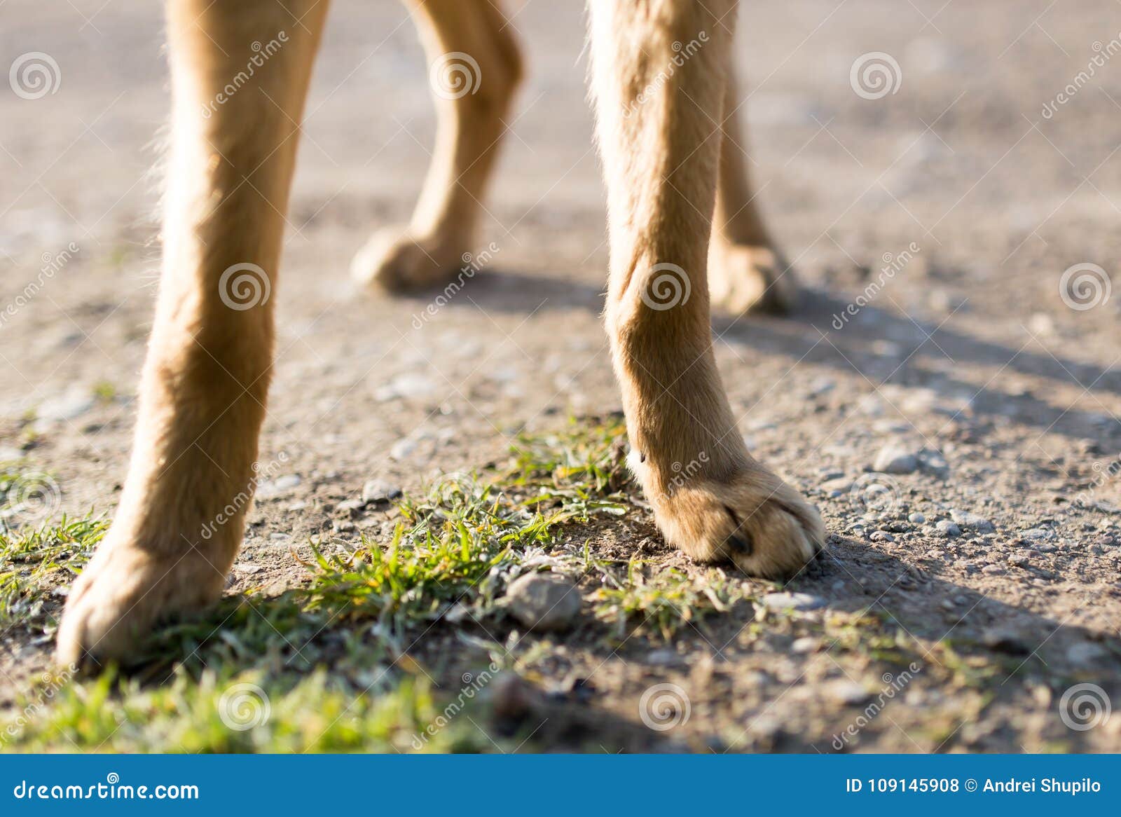 Dog paws on the nature stock photo. Image of detail - 109145908