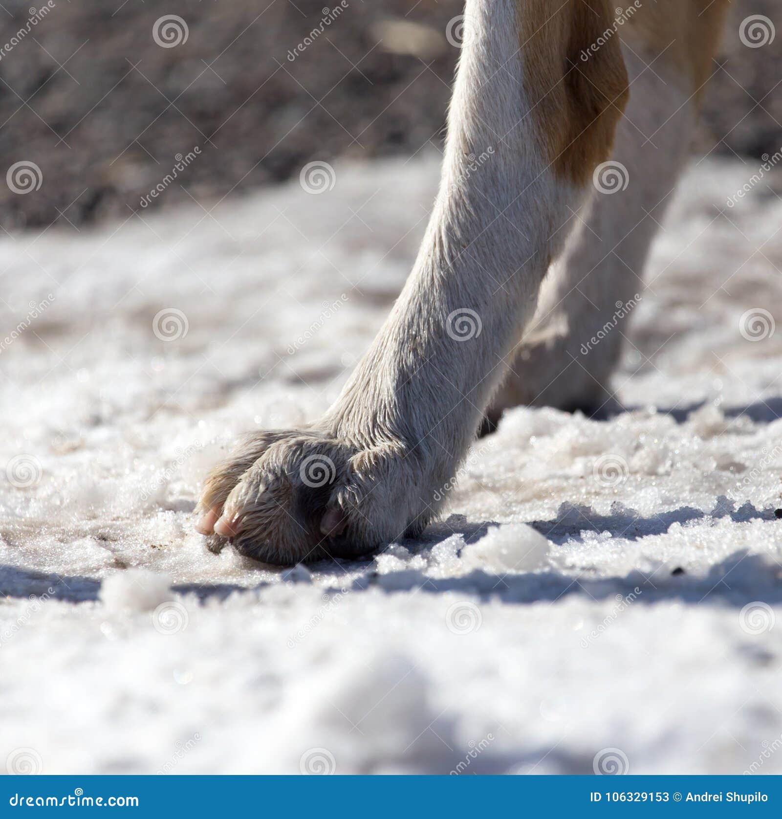Dog Paws on Nature in Winter Stock Image - Image of snow, cold: 106329153