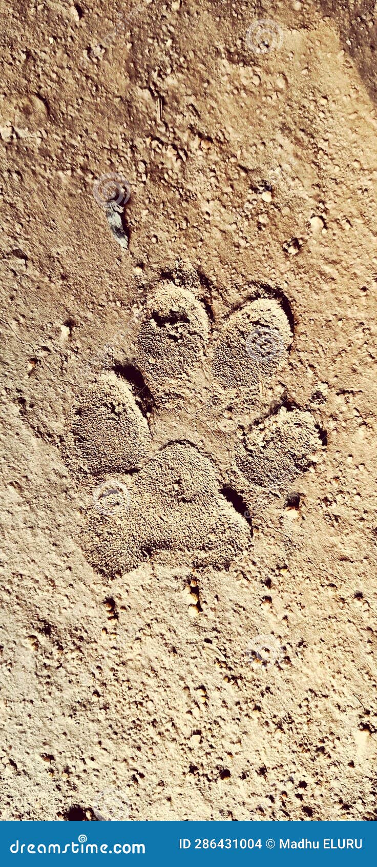 Dog paws pet love human stock photo. Image of love, human - 286431004