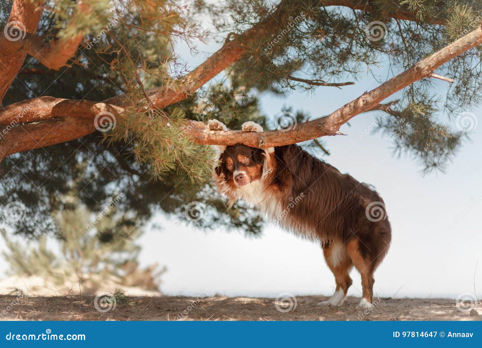 Dog Paws Relies on the Tree Stock Image - Image of forest, beautiful ...