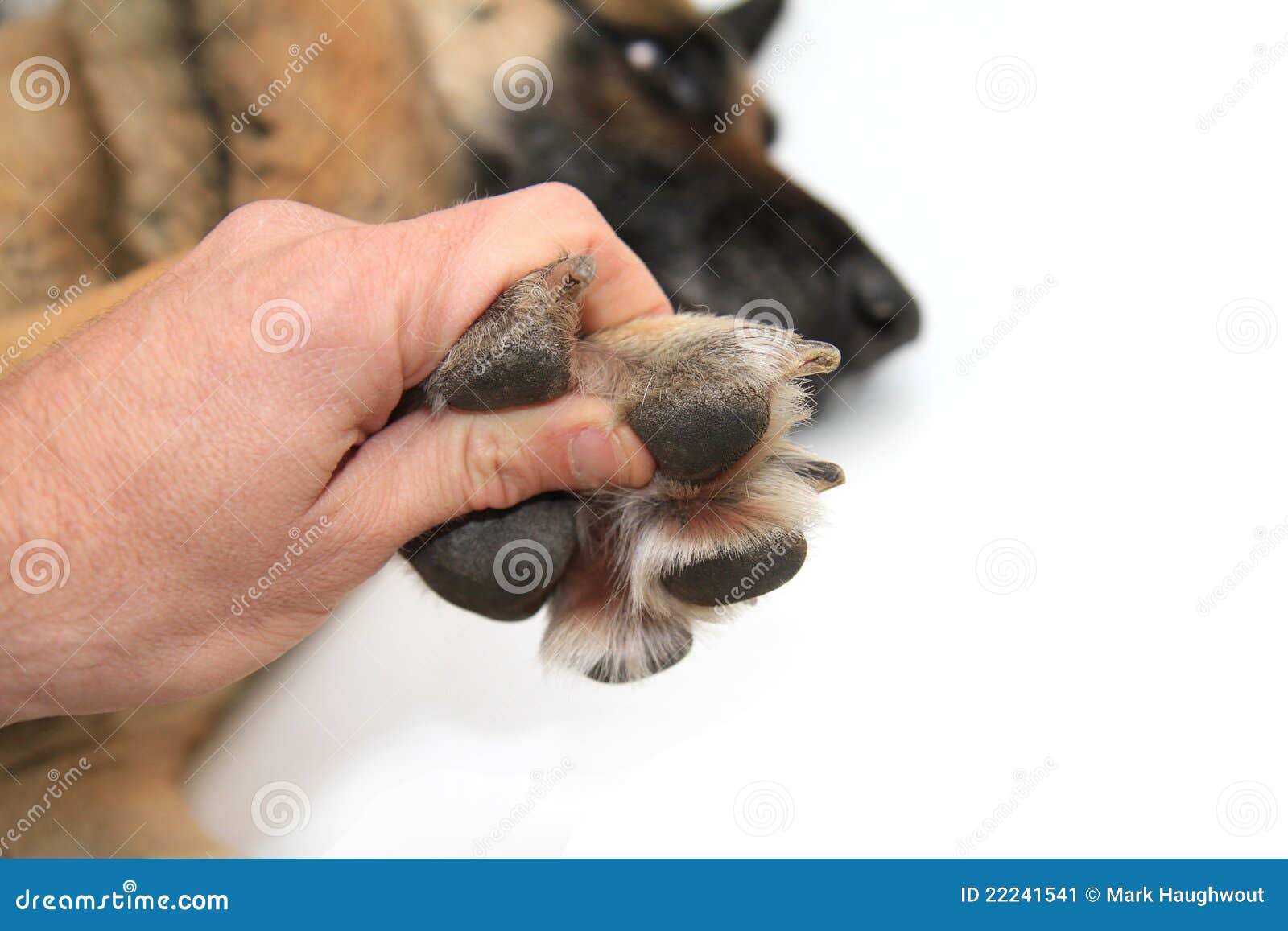Paws Stock Photography | CartoonDealer.com #105497906