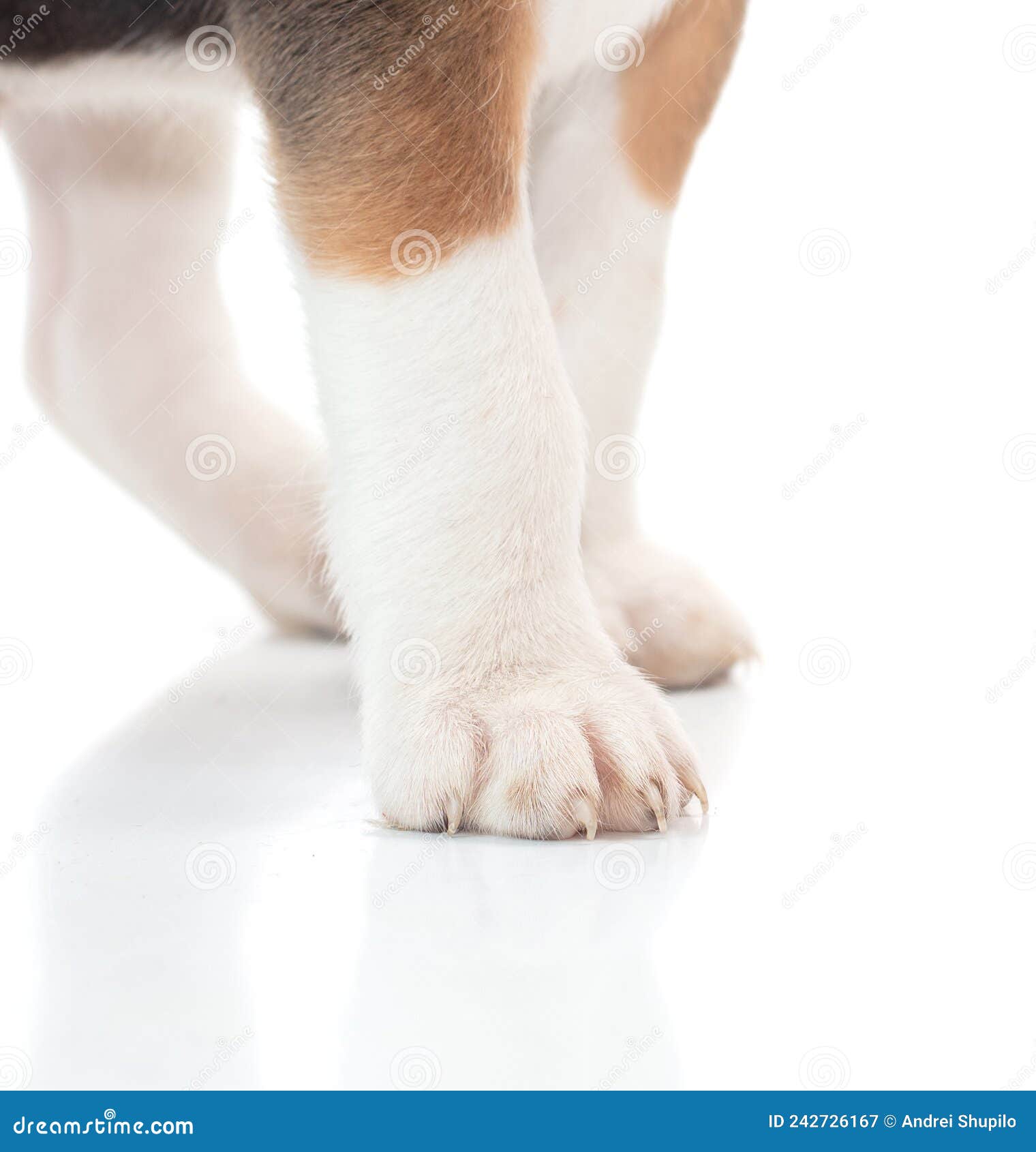 Dog Paws on a White Background. Stock Image - Image of foot, detail ...