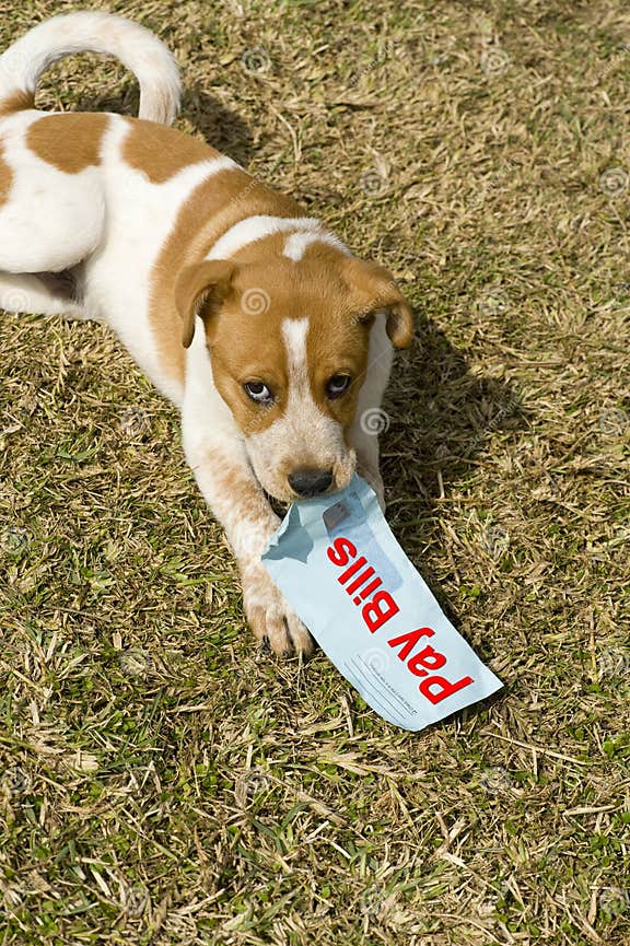 Dog with Pay Bills Sign stock photo. Image of white, canine - 23644084