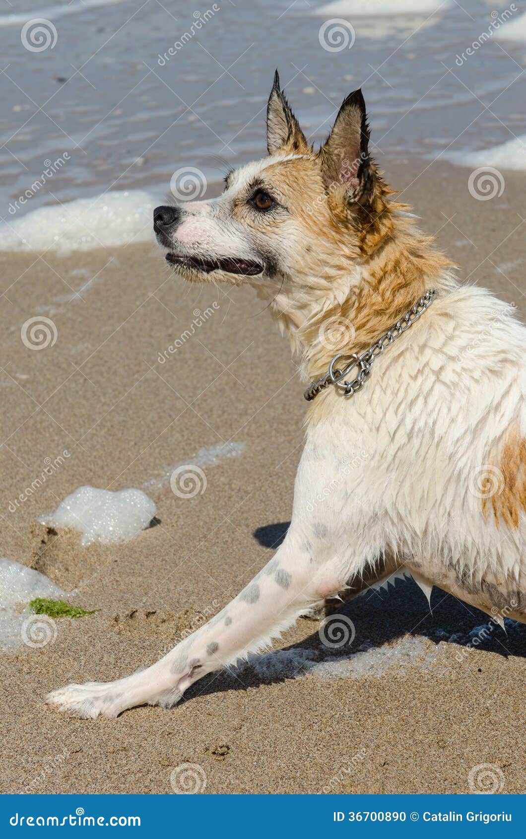 Dog paying attention stock photo. Image of cheerful, outdoors - 36700890