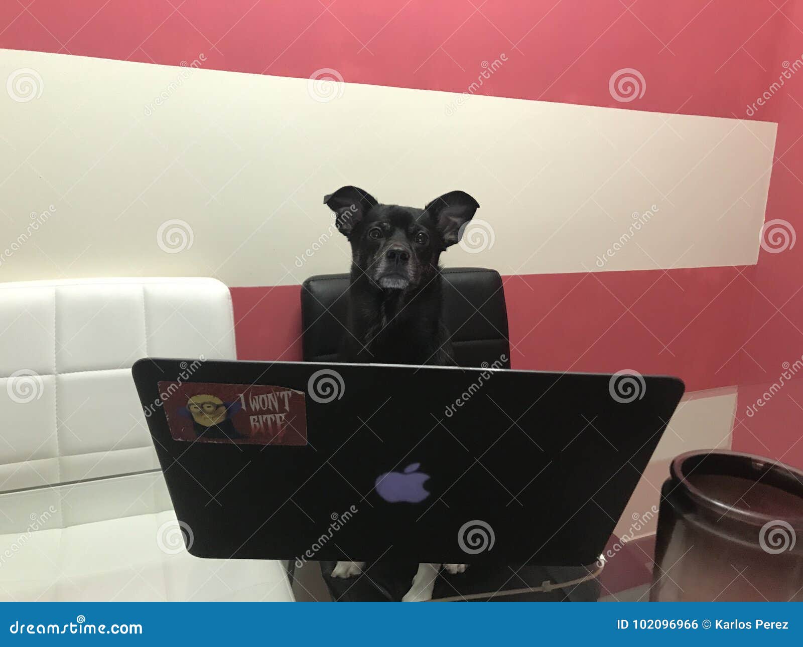 Dog with pc..love. Cute editorial photo. Image of atenciasup3 - 102096966
