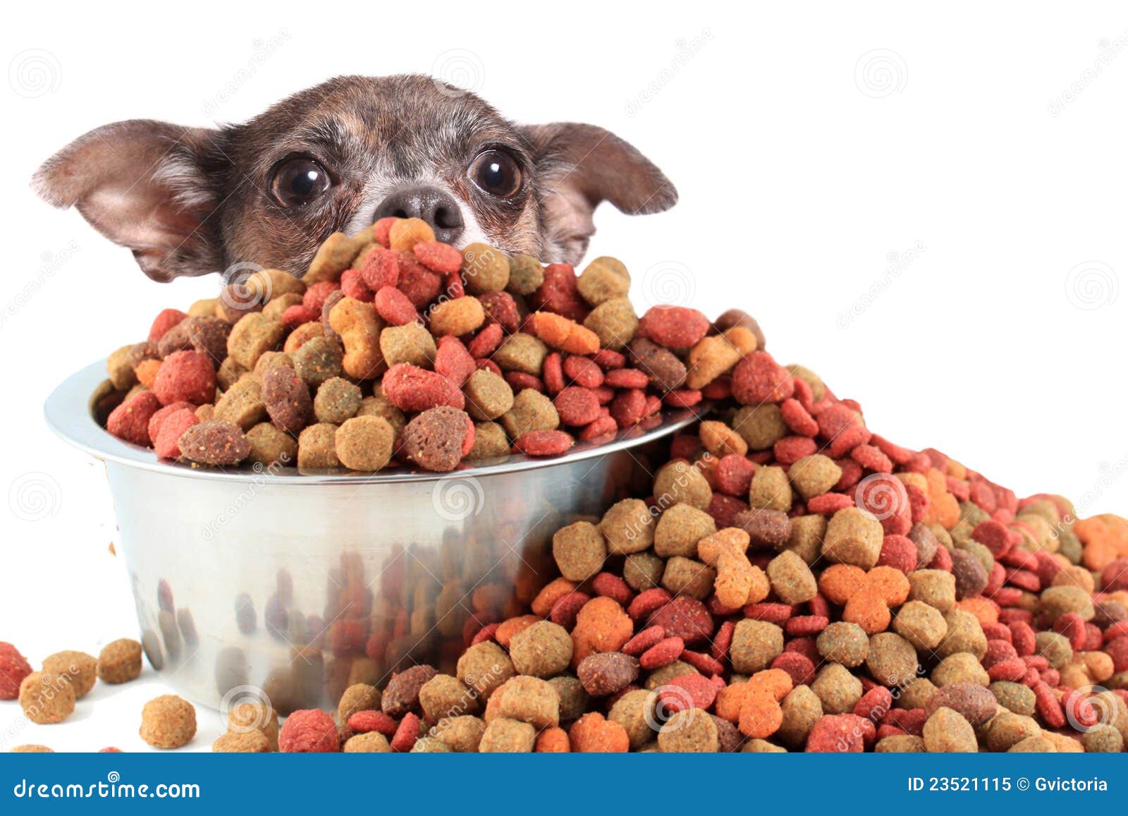 Dog Sneaking Food Stock Photos - Free & Royalty-Free Stock Photos from ...