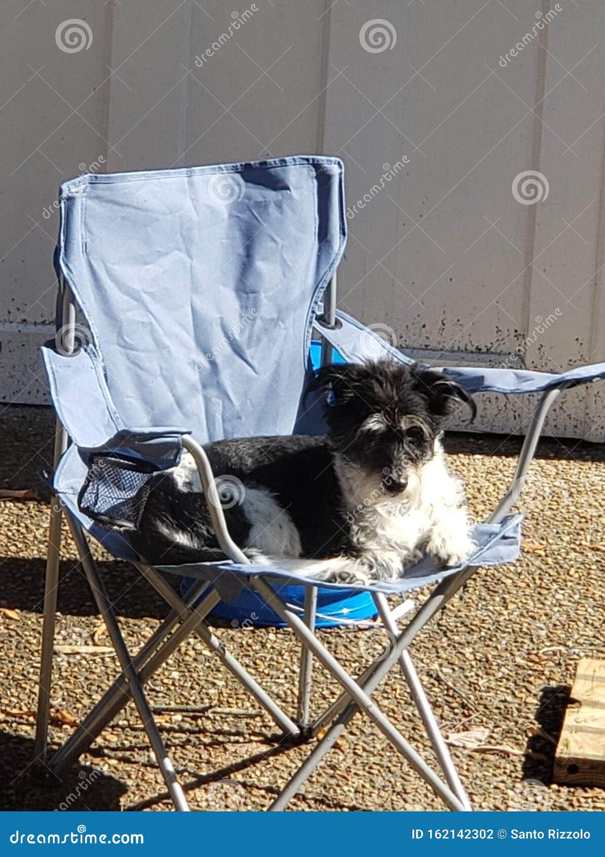 Dog Pedro Jack Russell Dachshund Stock Photo - Image of dachshund, jack ...