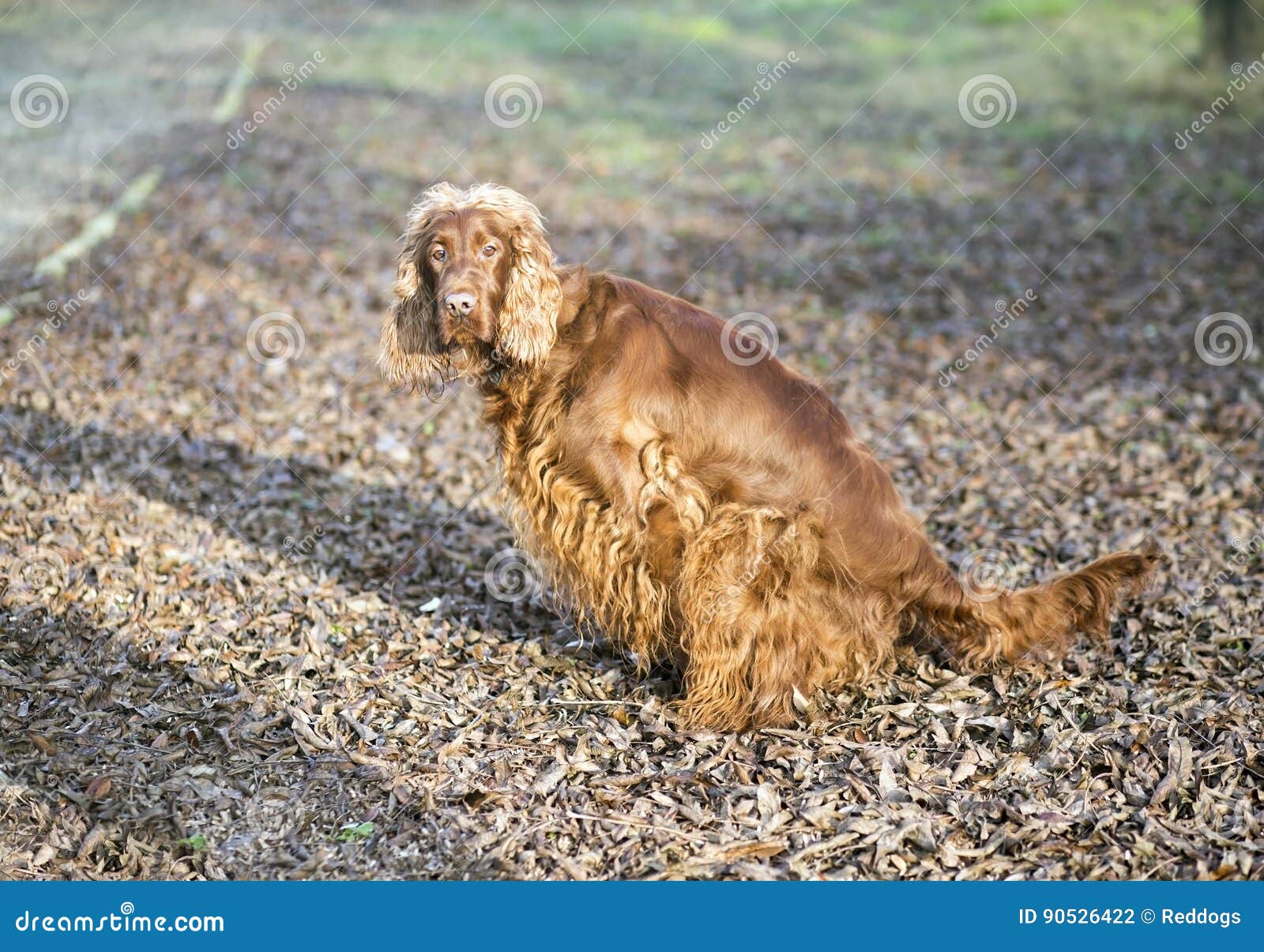 Dog Peeing Banner Royalty-Free Stock Photography | CartoonDealer.com ...
