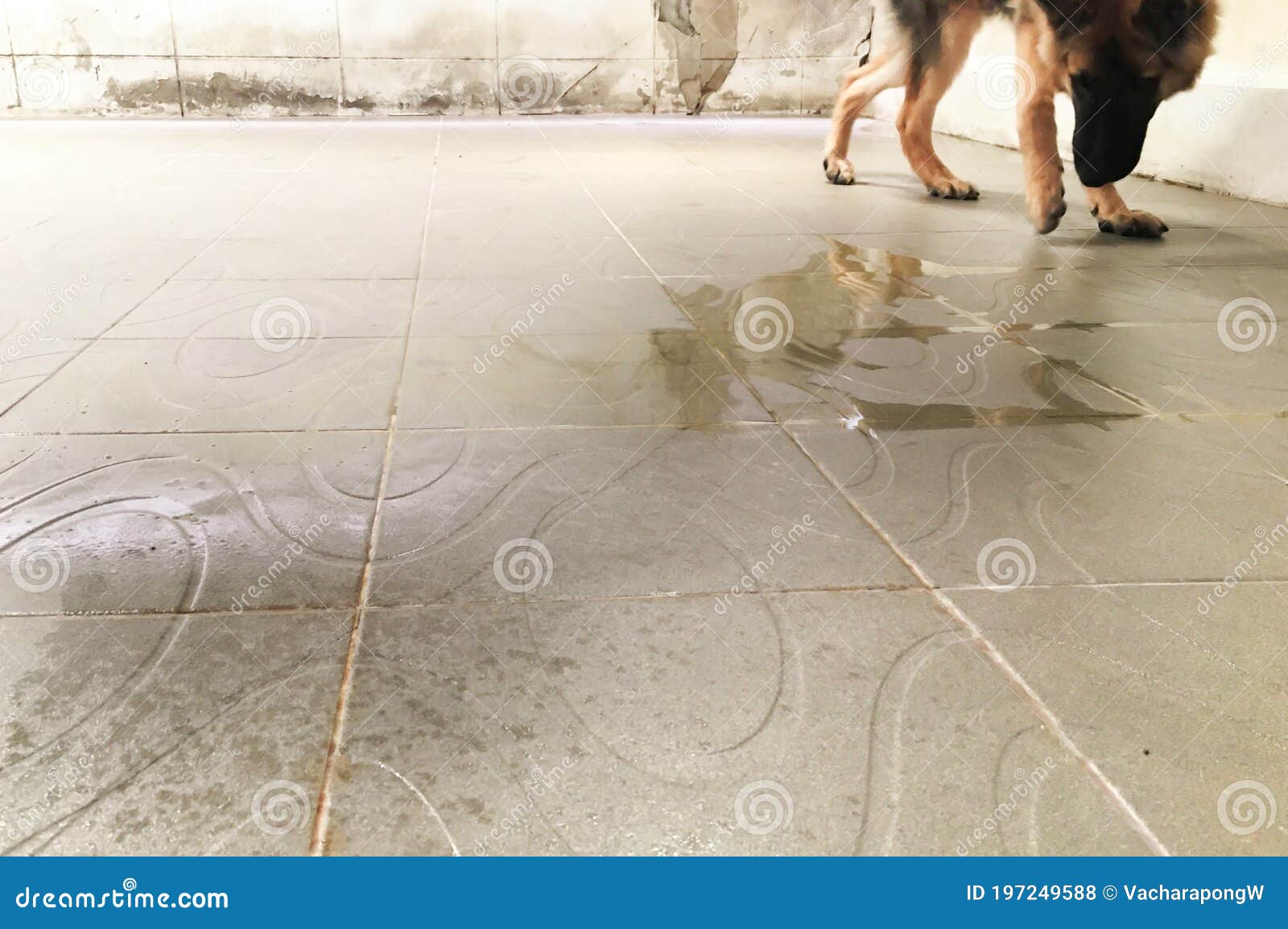 Dog Pee On Floor In Backyard Stock Photo Image Of Nature, Outdoor ...
