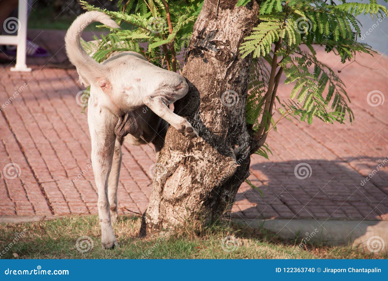 A dog peeing on tree stock photo. Image of peeing, tree - 122363740