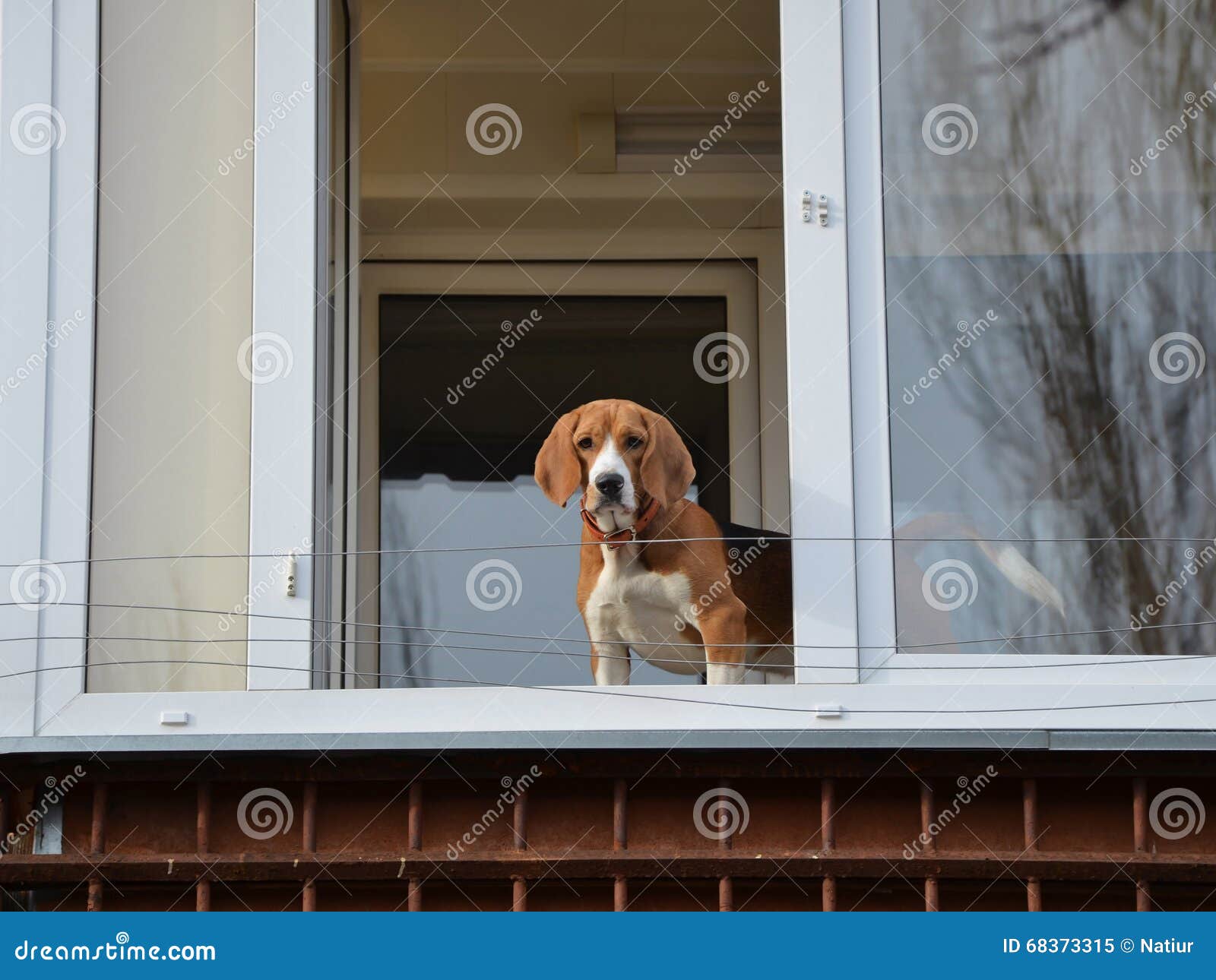 Dog Peeking Through The Balcony Royalty-Free Stock Photo ...