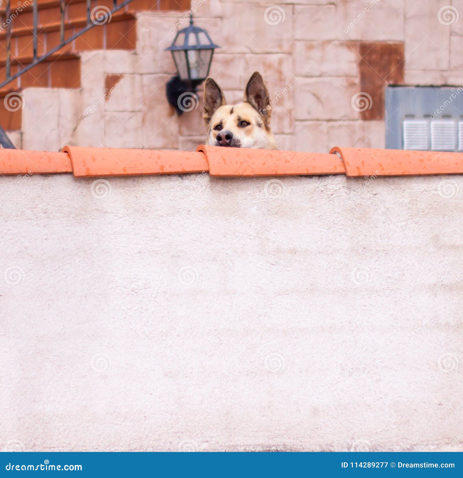 Dog peeking behind a wall stock image. Image of feed - 114289277