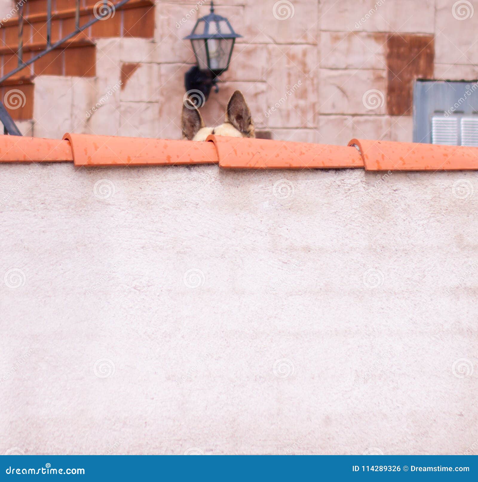 Dog peeking behind a wall stock photo. Image of background - 114289326