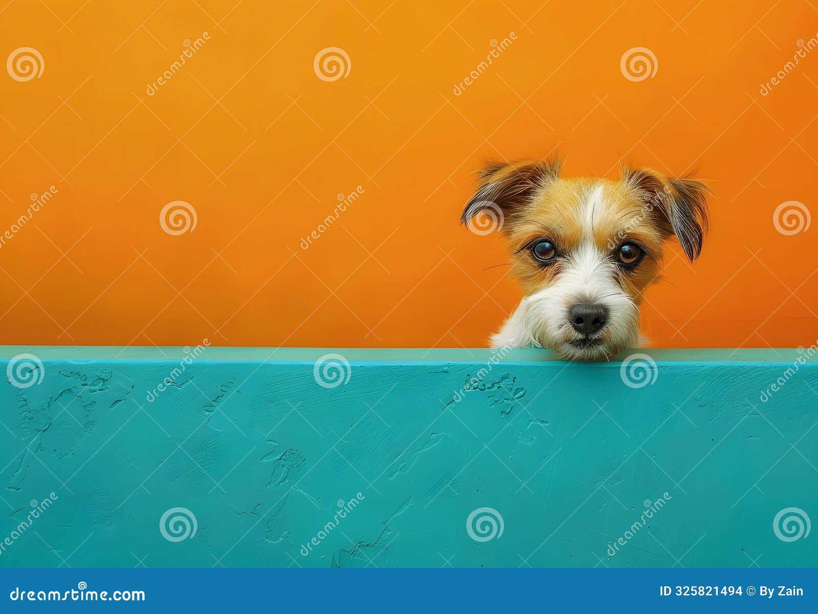 Dog Peeking Over Orange Wall Blue Background Stock Illustration ...