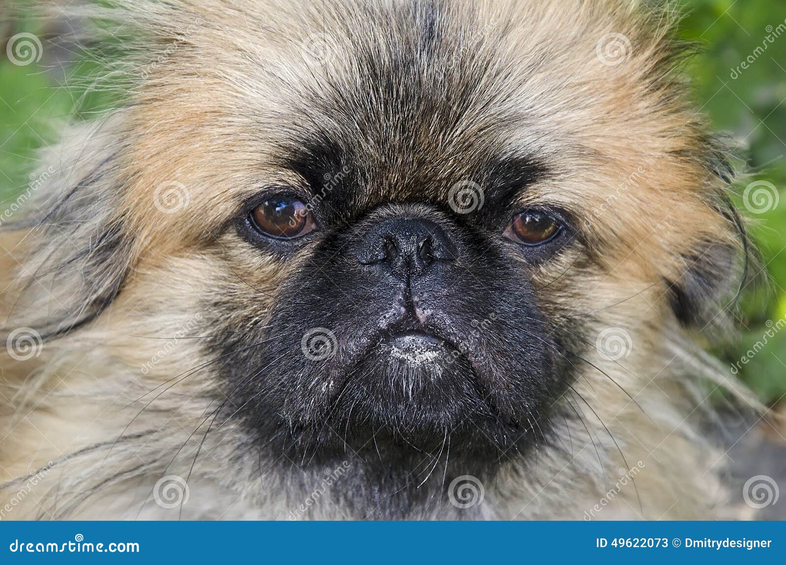 Dog Pekingese stock image. Image of pekinese, domestic - 49622073
