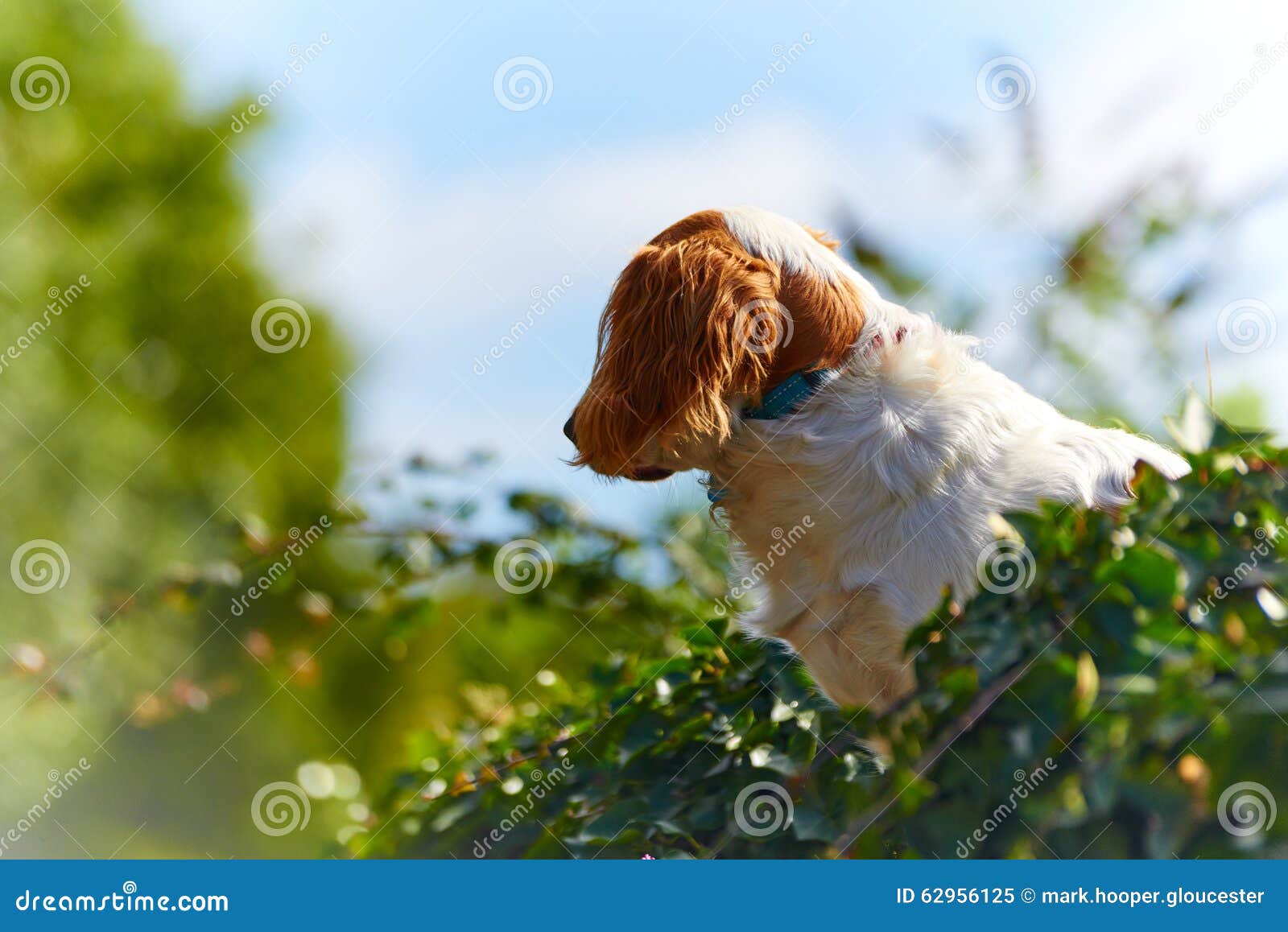 Dog Perched on a Hedge Looking Out Stock Image - Image of canine, breed ...